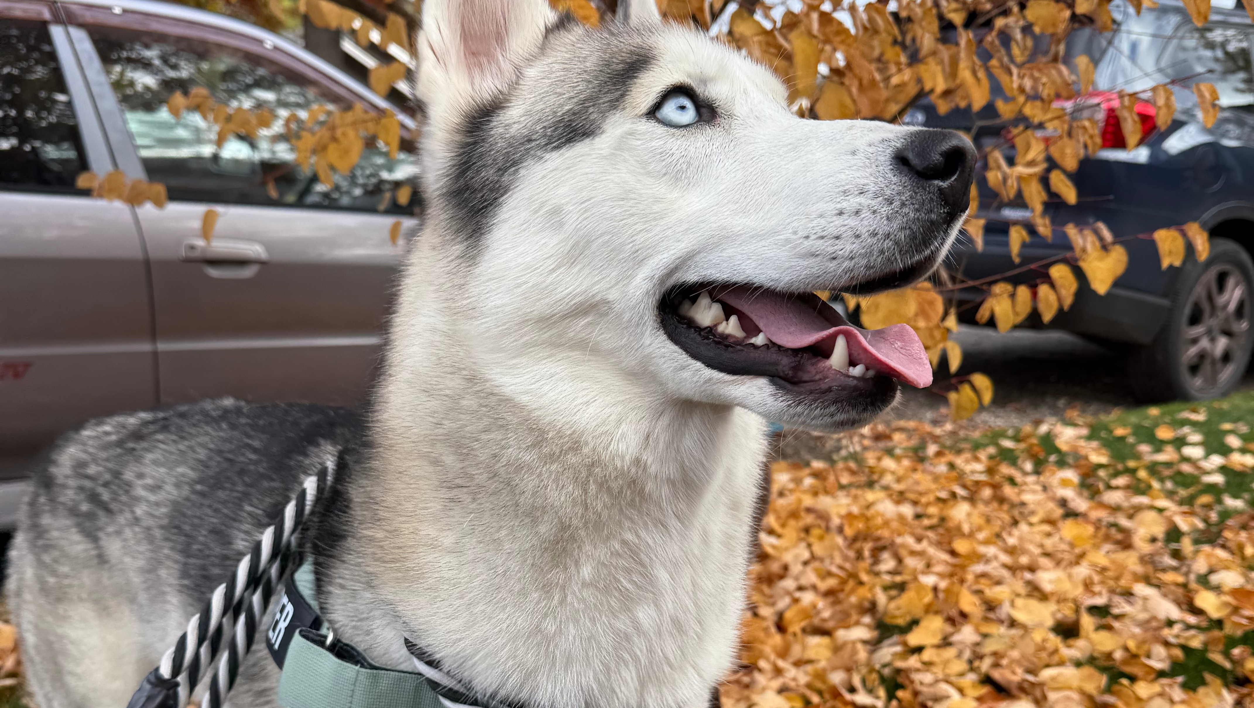 Fundraiser by Cierra Clark : Help Jasper