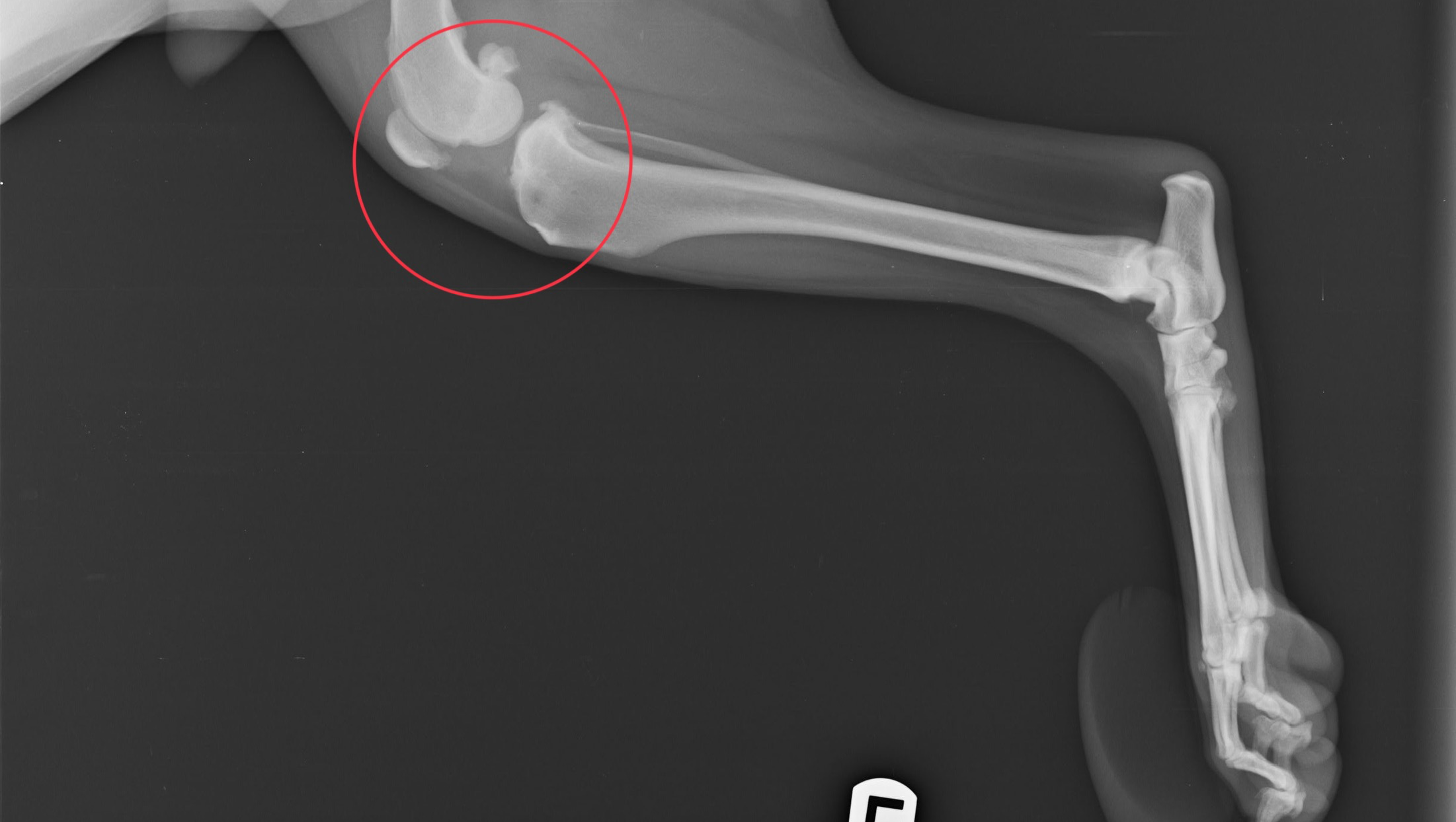 Fundraiser by Abby Mackay : Help Hennessy get his surgery!