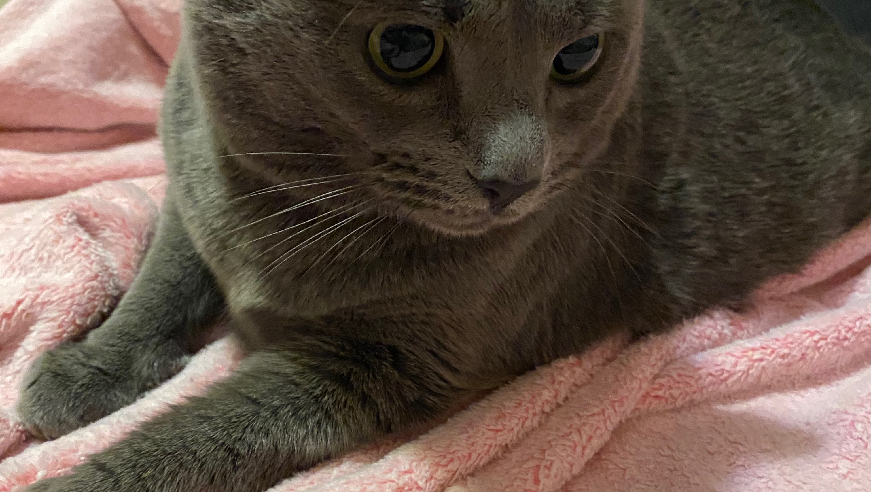 Fundraiser by Payton Christopher : Help Payton's Cat Juno Get Life ...