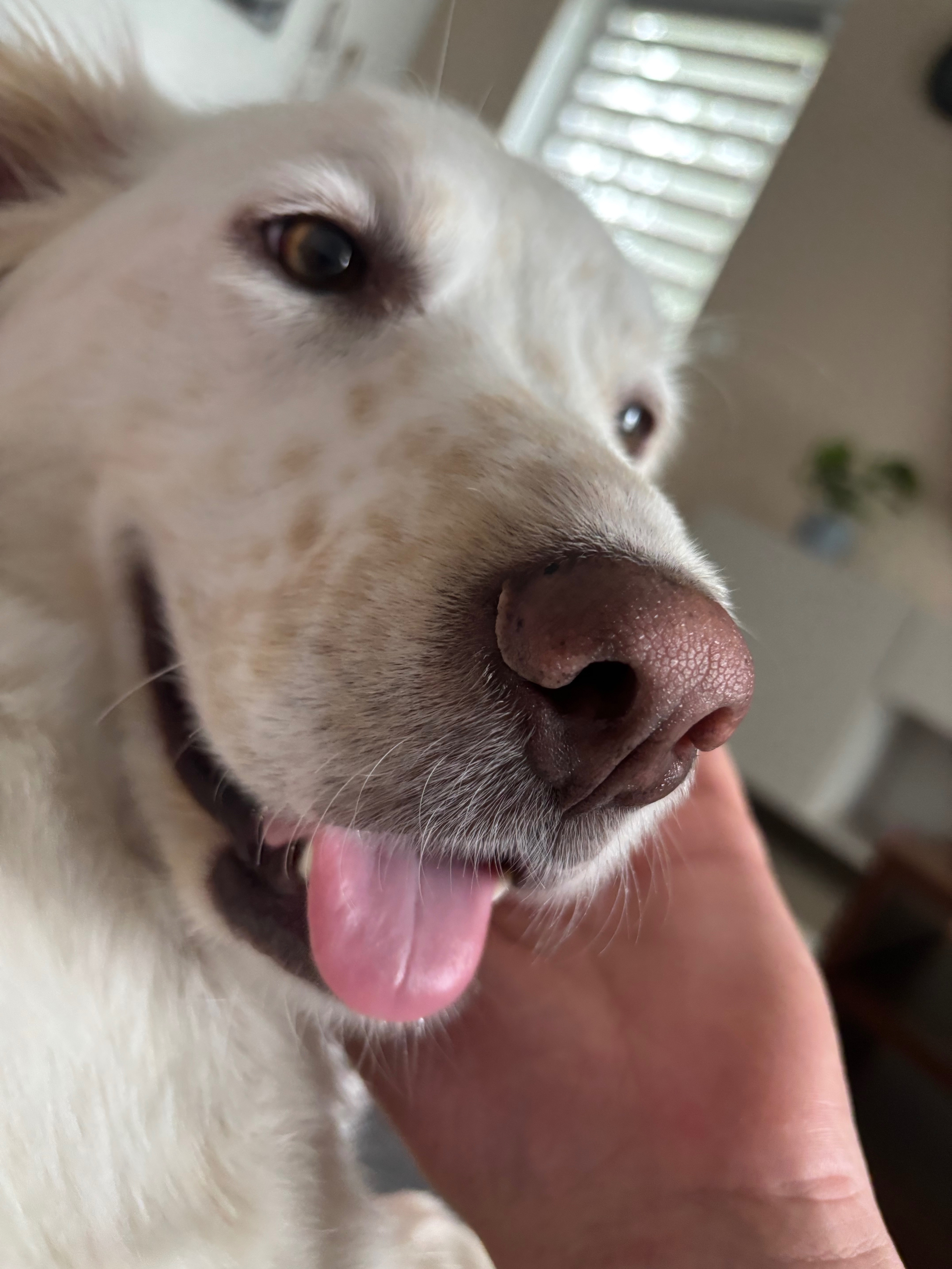 Fundraiser by Samuel Schmidt : Aktive Leishmaniose greift meinen Körper an