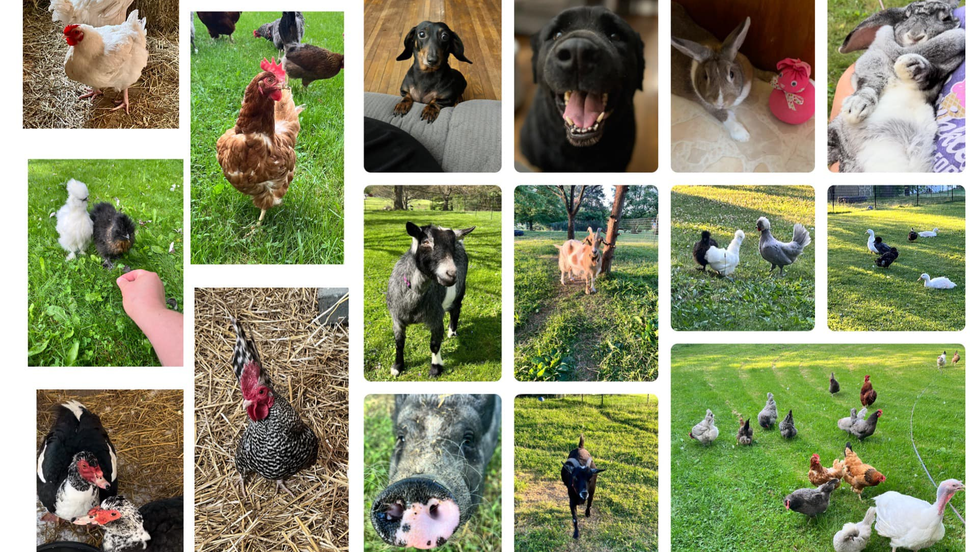 Fundraiser by Mandy Ernsberger : Support Kemp Acres: A Sanctuary for ...