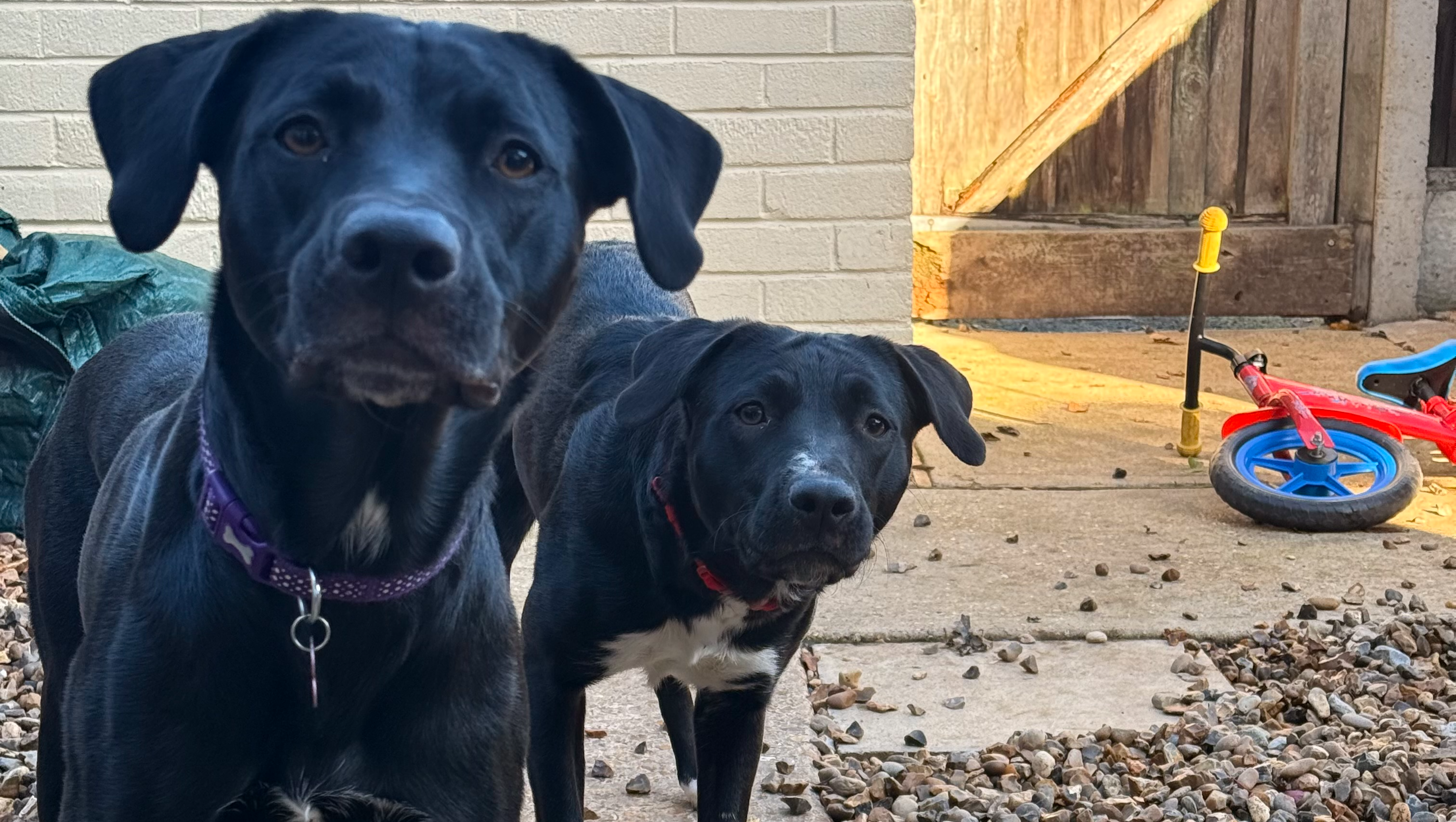 Fundraiser by James Ayers : Help Beatrix & Georgie get their second chance