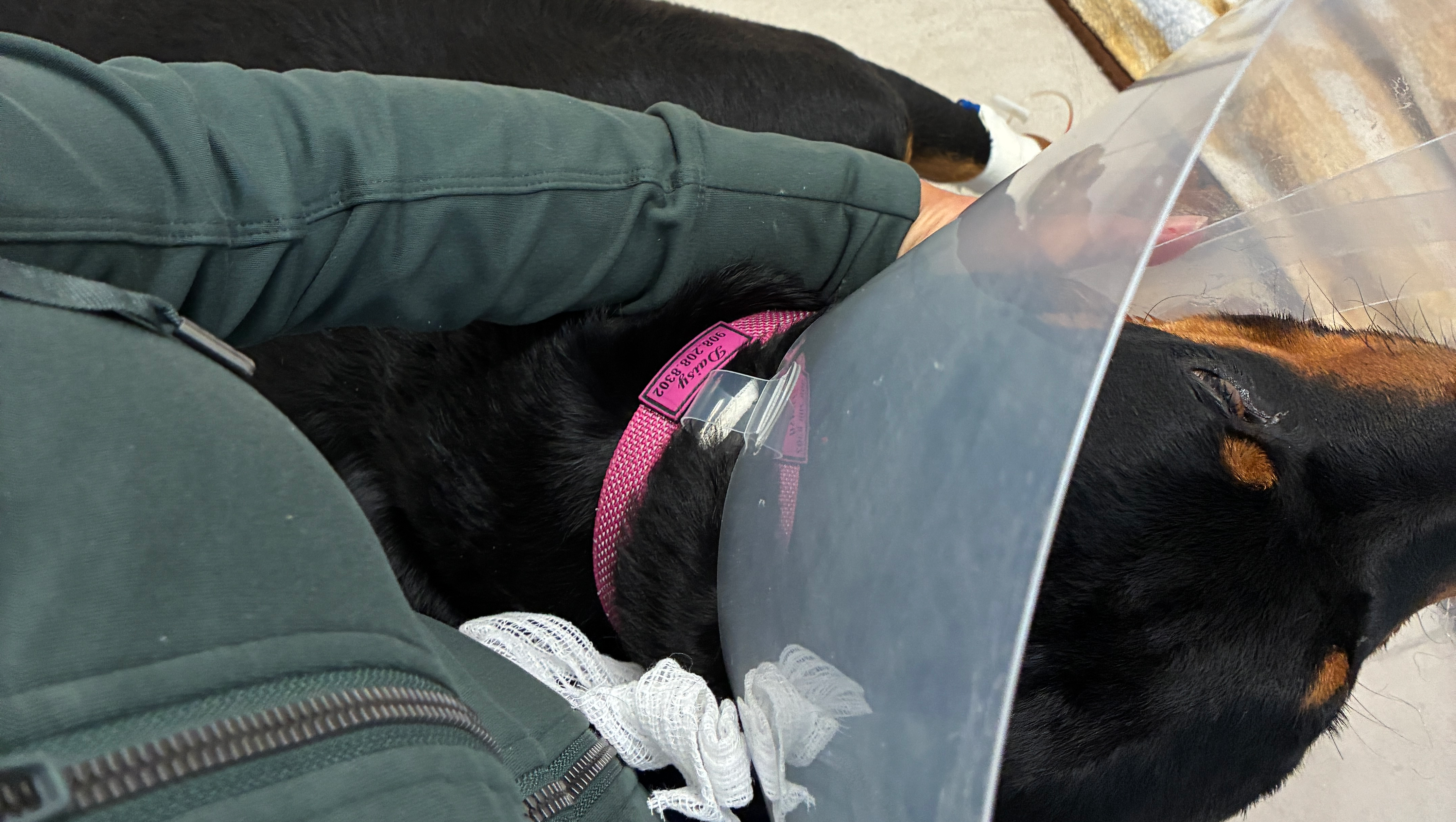 Fundraiser by Michelle Nicole : Help Daisy — Our 7-Month-Old Rottweiler ...