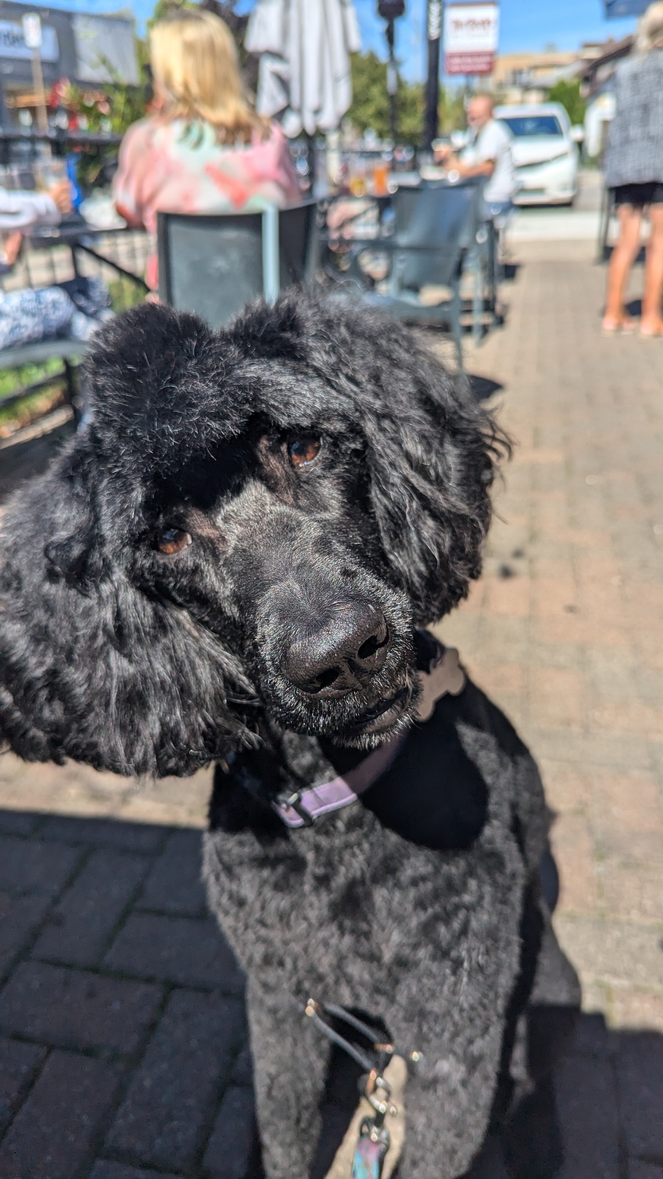 Fundraiser by Suzette Landry : Help Sadie to remove lump's