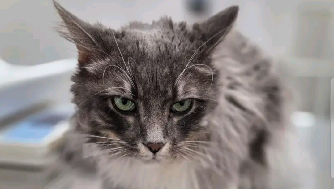 Fundraiser for Jennifer Marcus by Angela Burdick : Support Jasper's ...