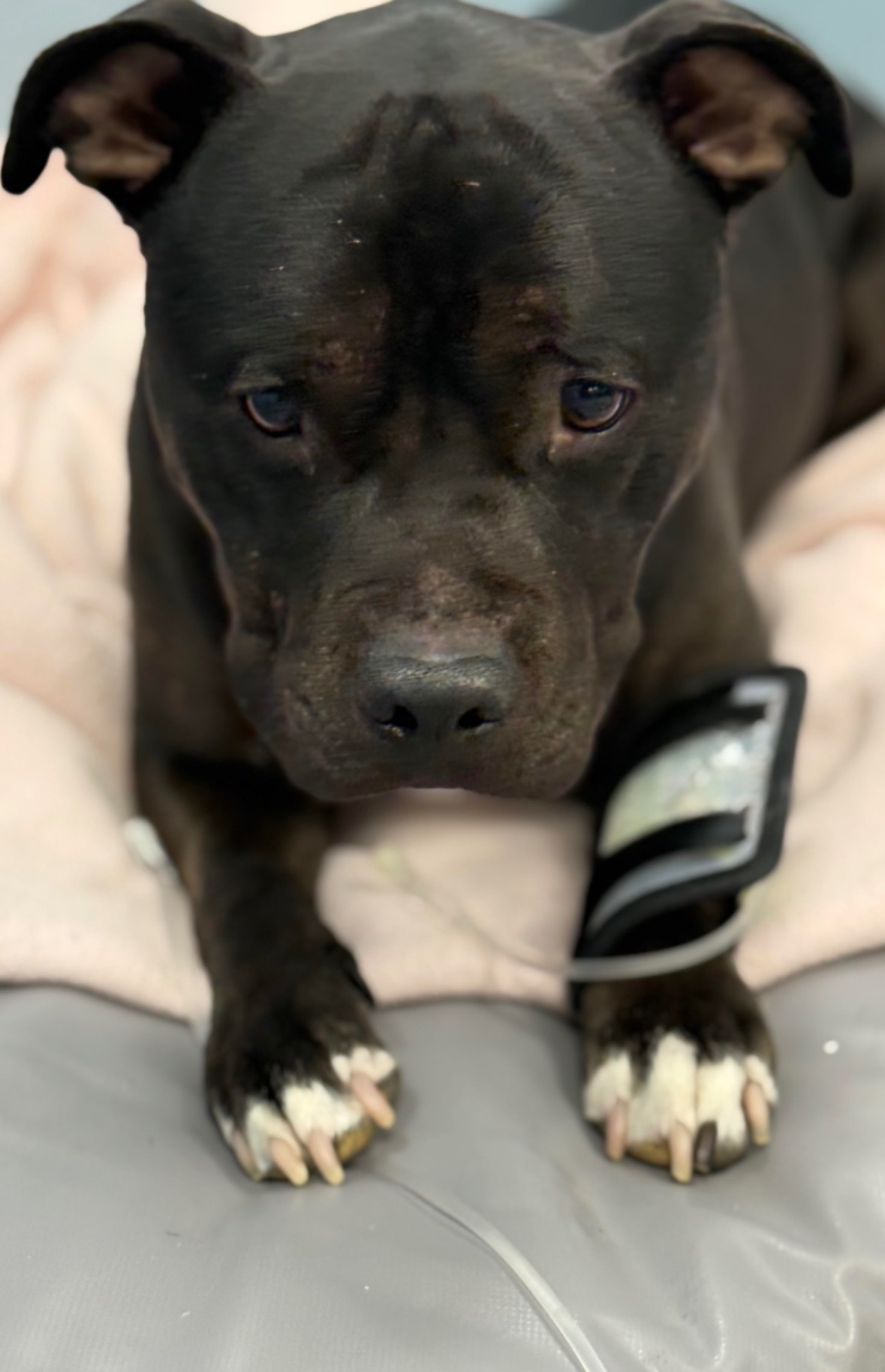 Fundraiser by Danielle Simmons : Help Save Jameson: Urgent Vet Costs