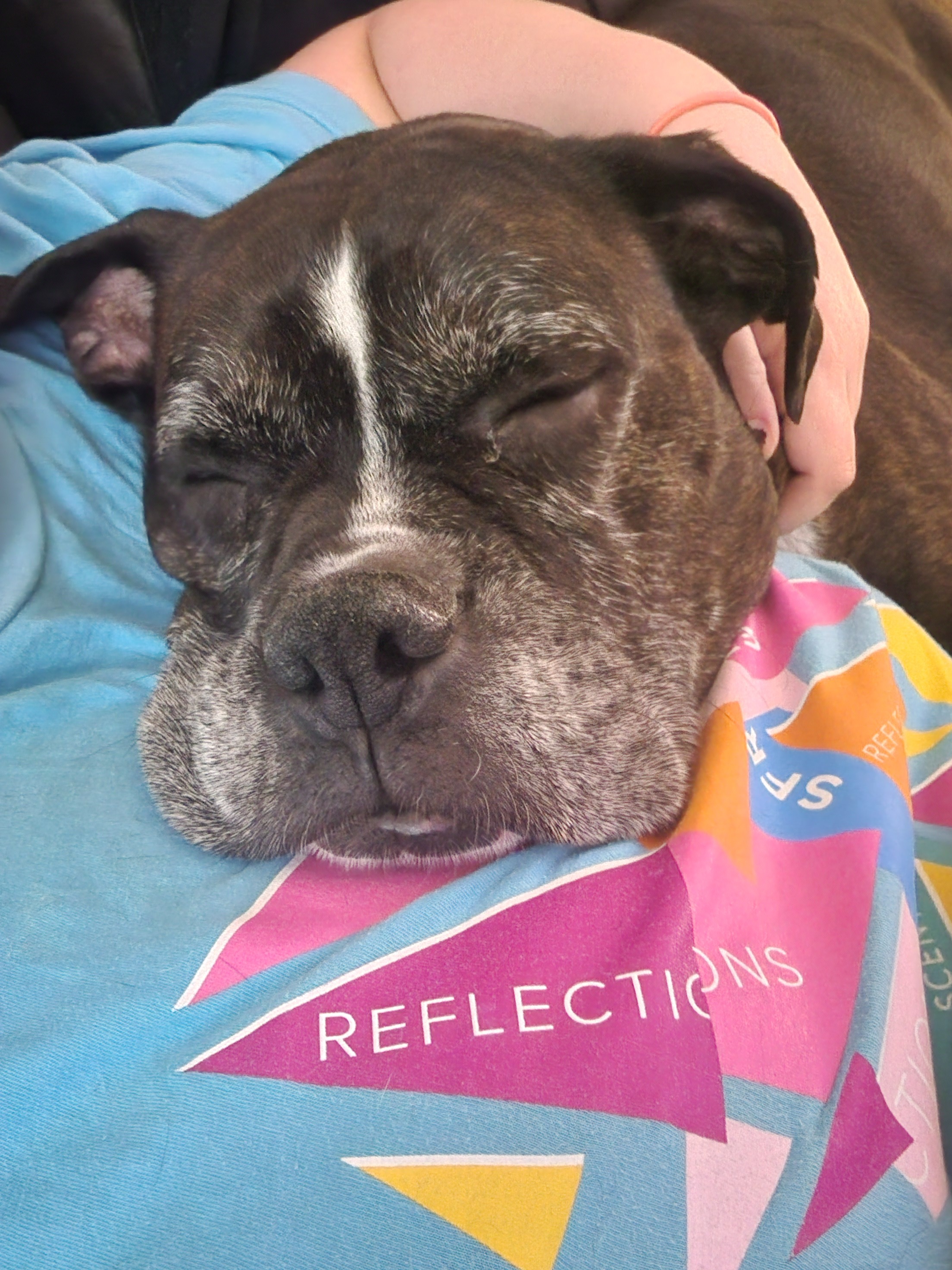 Fundraiser by Jessica Peppers : Support Chewy's Peaceful Journey