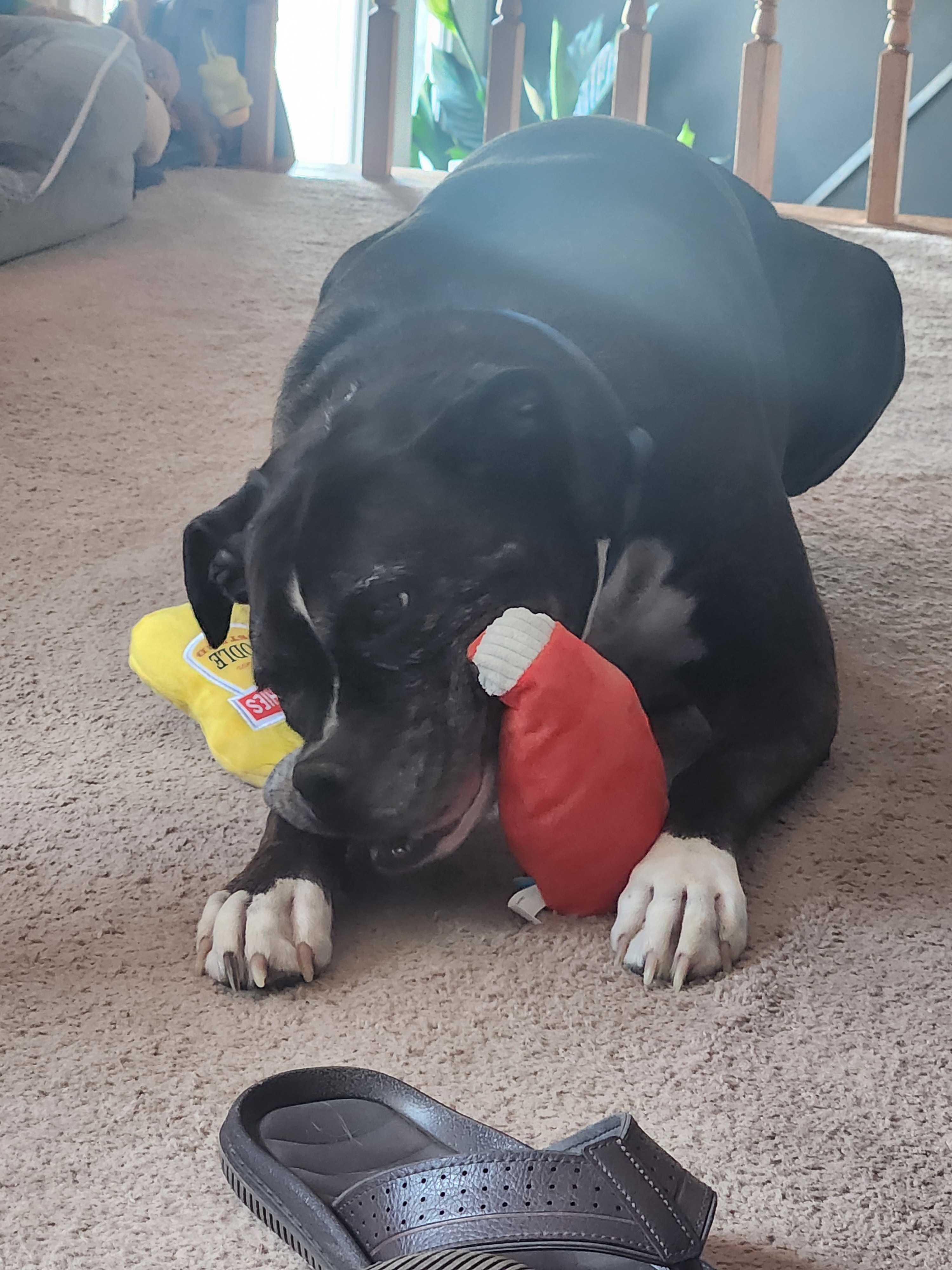 Fundraiser by Jessica Peppers : Support Chewy's Peaceful Journey