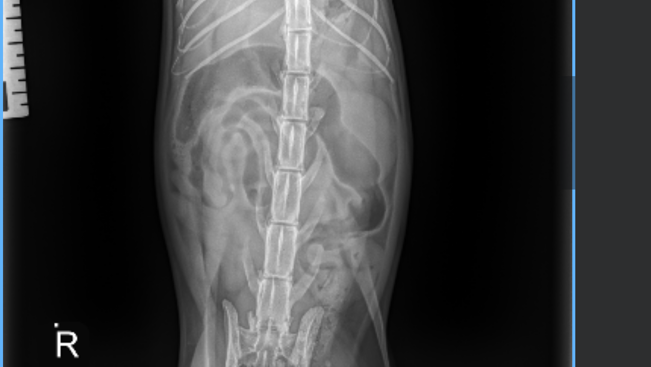 Fundraiser by Vicki Soltan : Support Lady's Unexpected Medical Bills