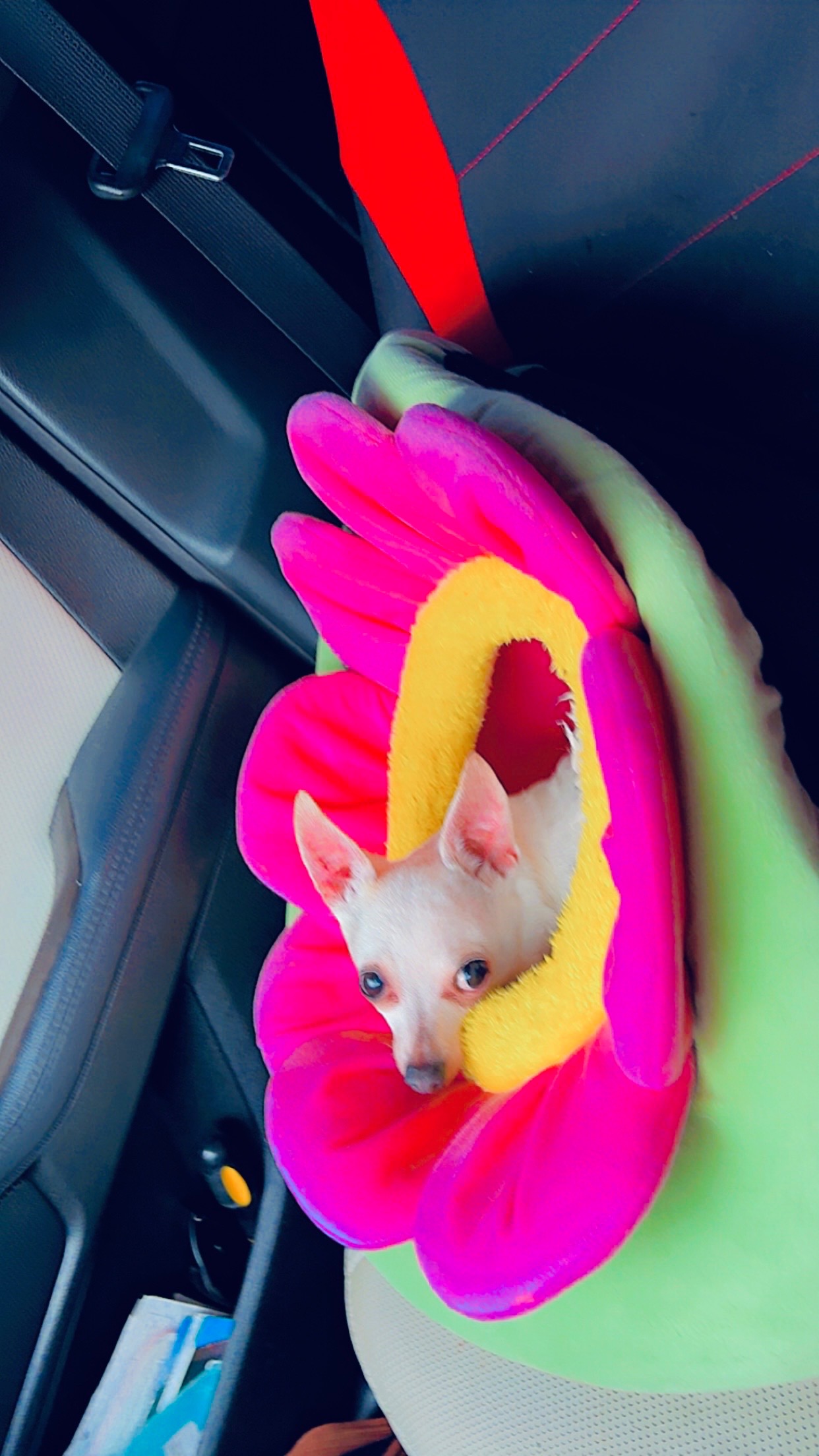 Fundraiser by Amanda Goodwin : Bring Bub Home: Cremation Assistance