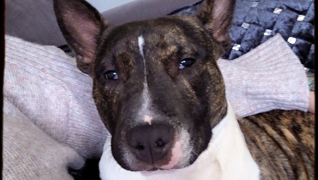 Fundraiser by Stephanie Finlayson : Our beautiful boy Bruce needs surgery