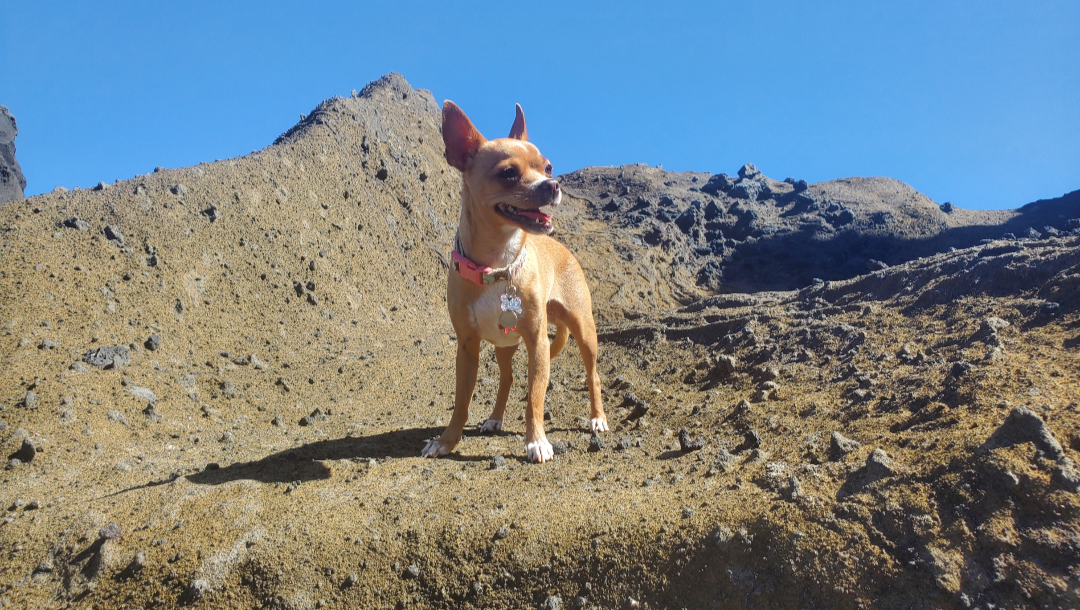 Fundraiser by Lindsey Dusza : Please help Pualei stay healthy & support ...