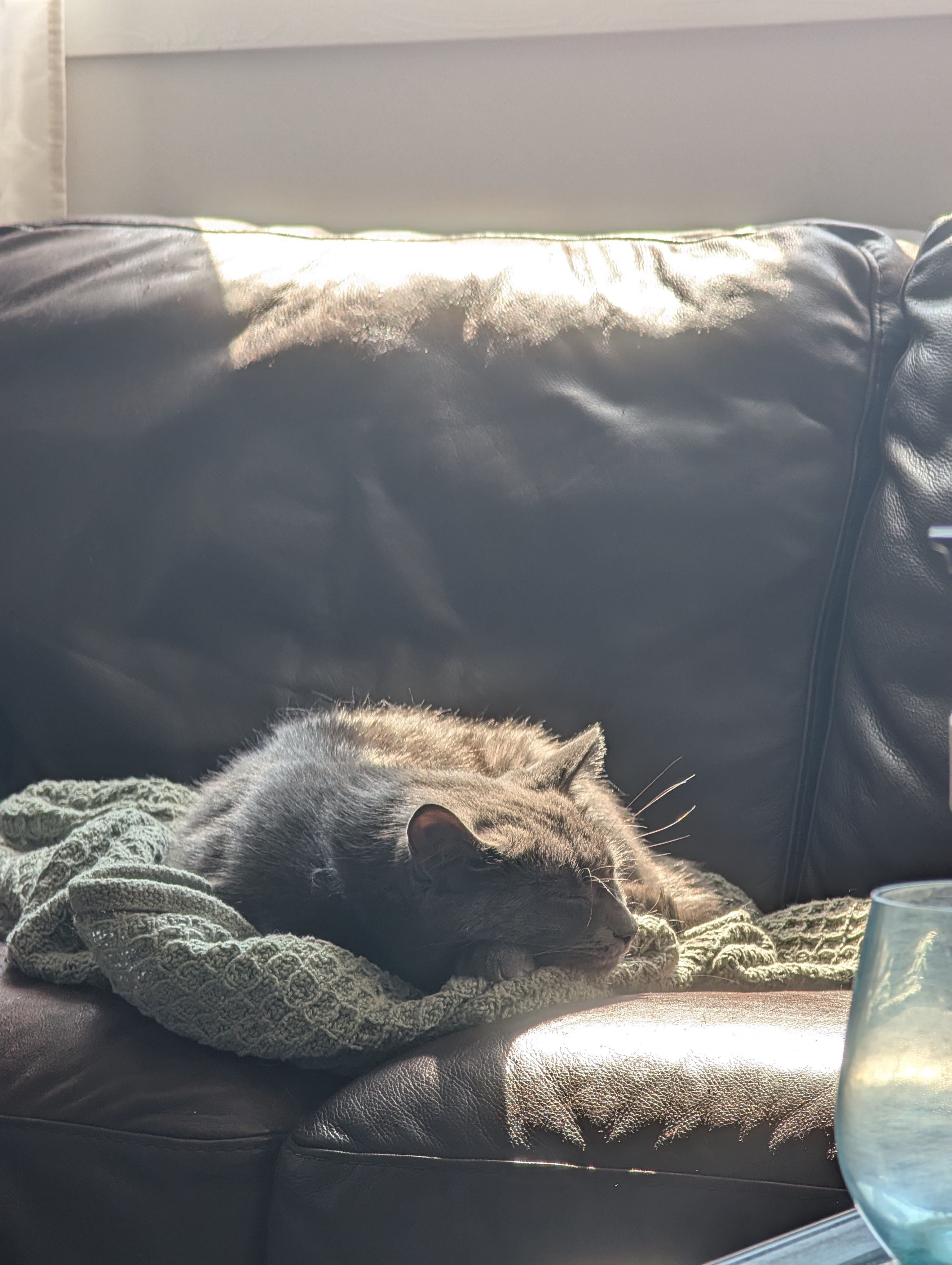 Fundraiser for Amanda Borris by Kaylee Clarke : Beerus's medical funds