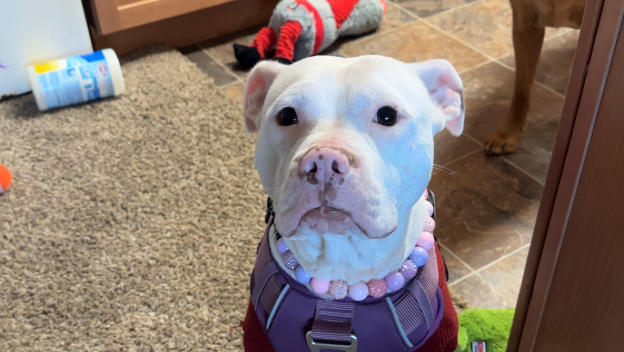 Fundraiser by Jackie Clouse : Help Ember Hope Heal and Thrive