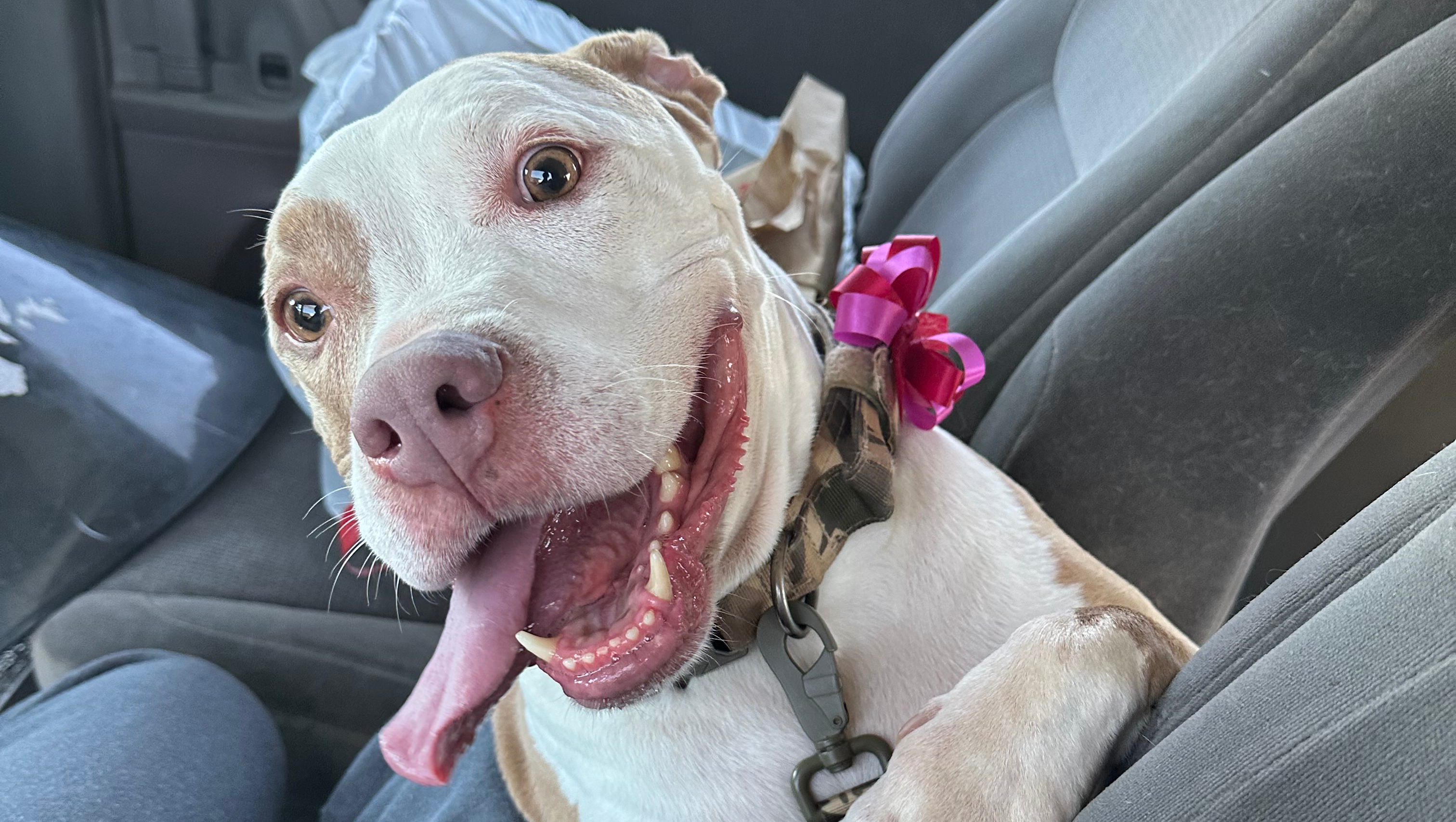 Fundraiser by Janill Petty : Help Shadow Overcome Aggressive Tumor