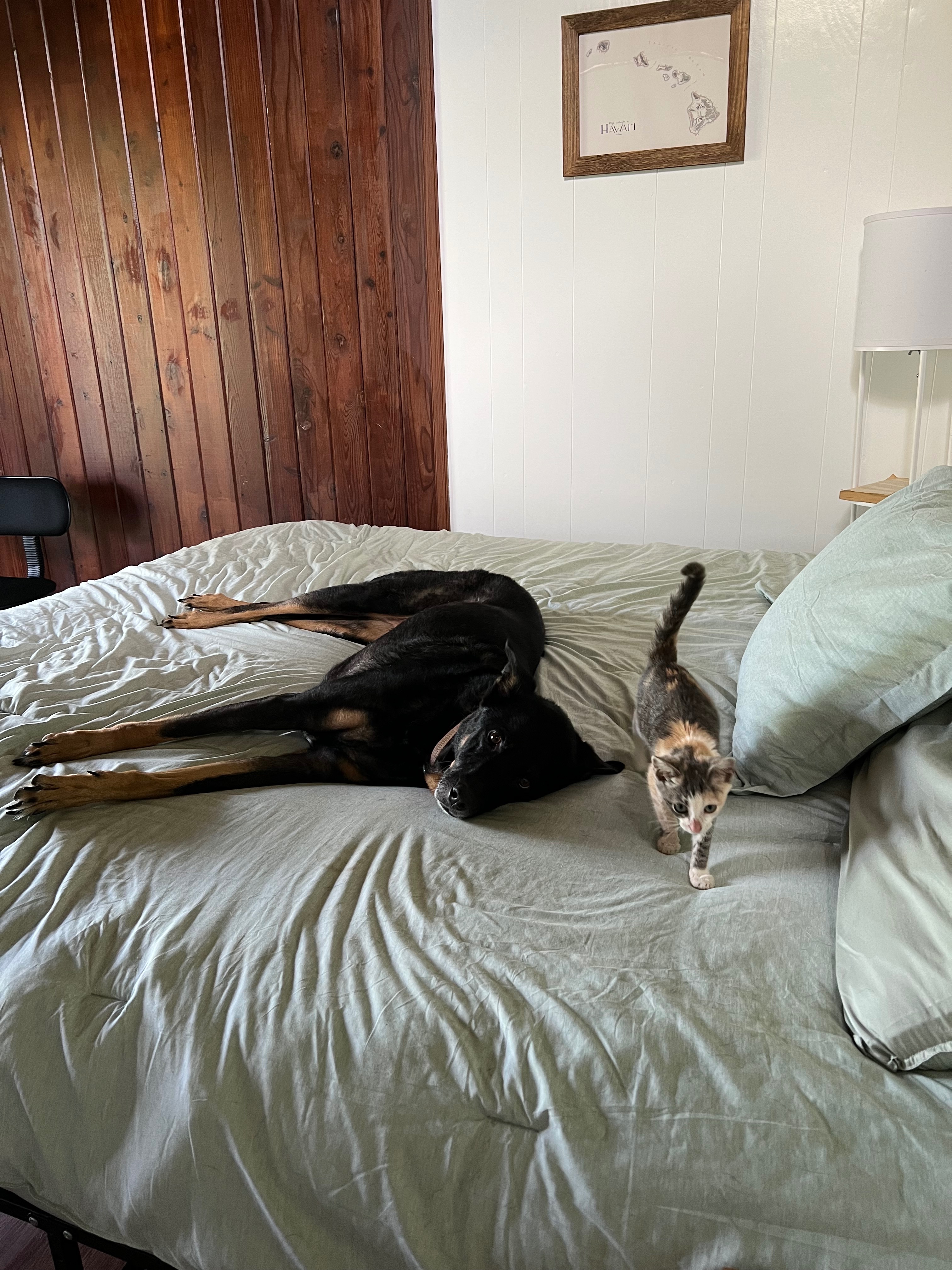 Fundraiser by Lia Wilder : Support Nalu's Life-Saving Surgery