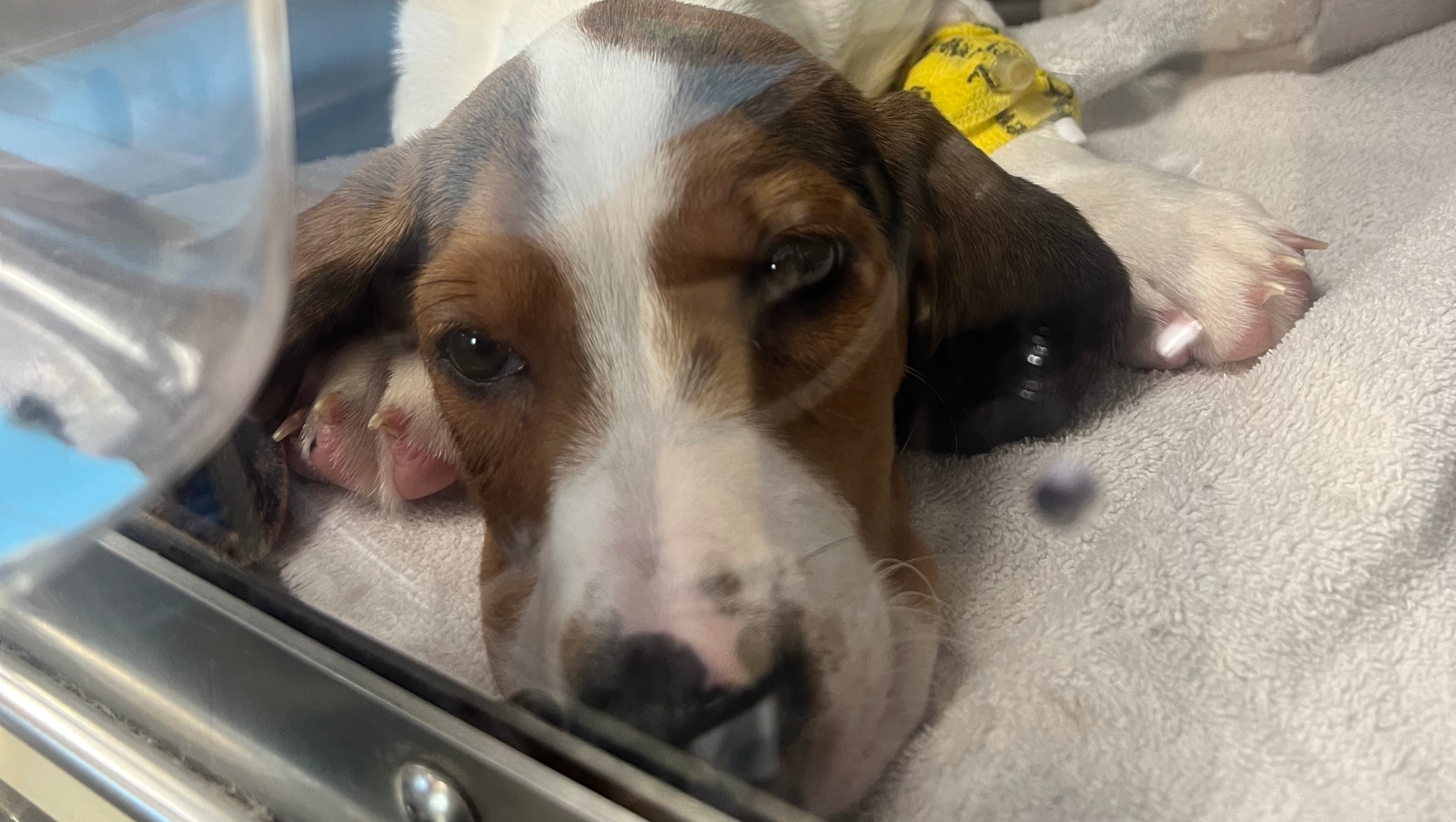 Fundraiser for Dajani Bringas Acosta by Naomi Gomez : Support Rocky's Fight for Survival