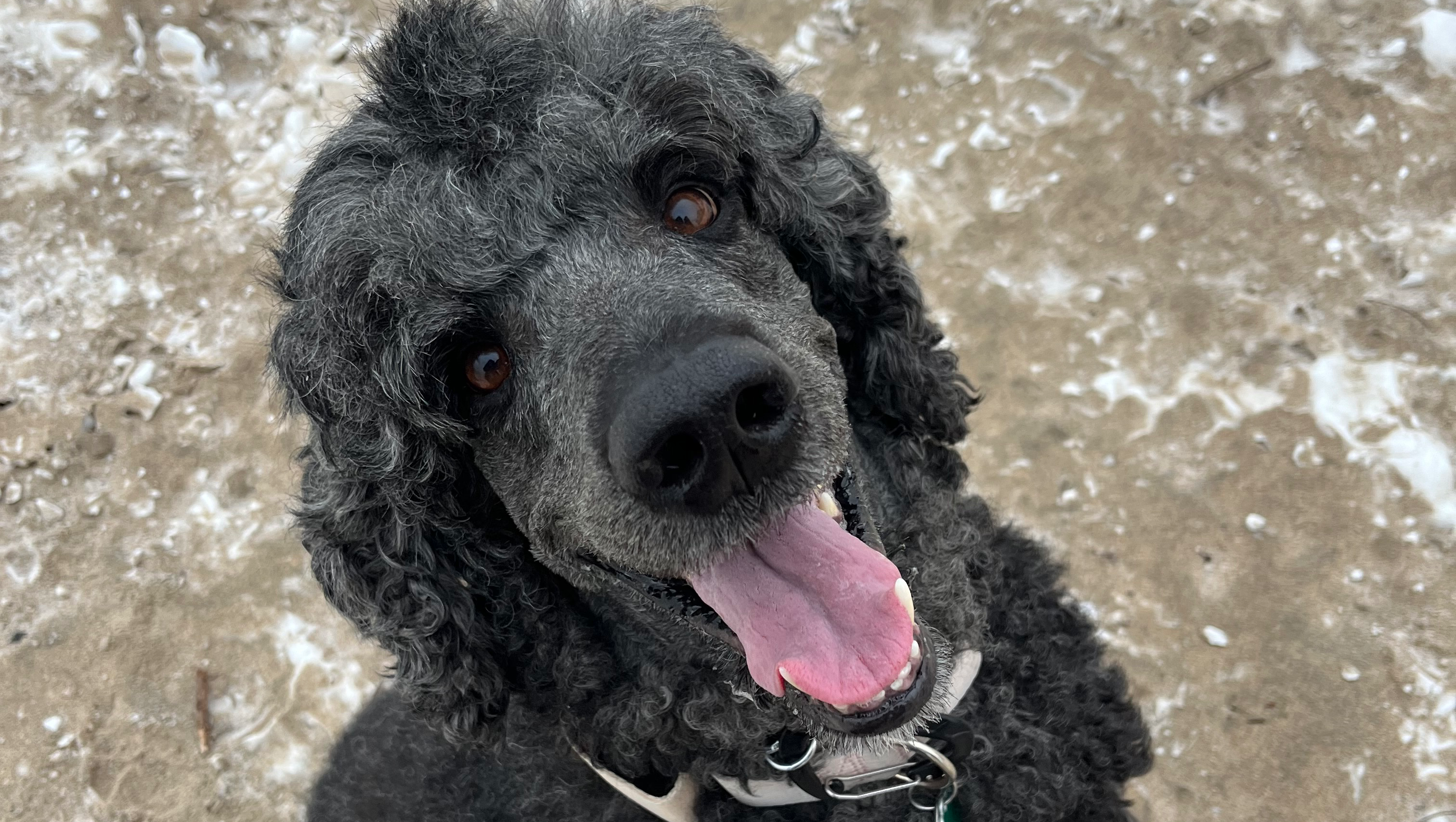 Fundraiser by Rylie P : Support Scout's Fight Against Tumor URGENT