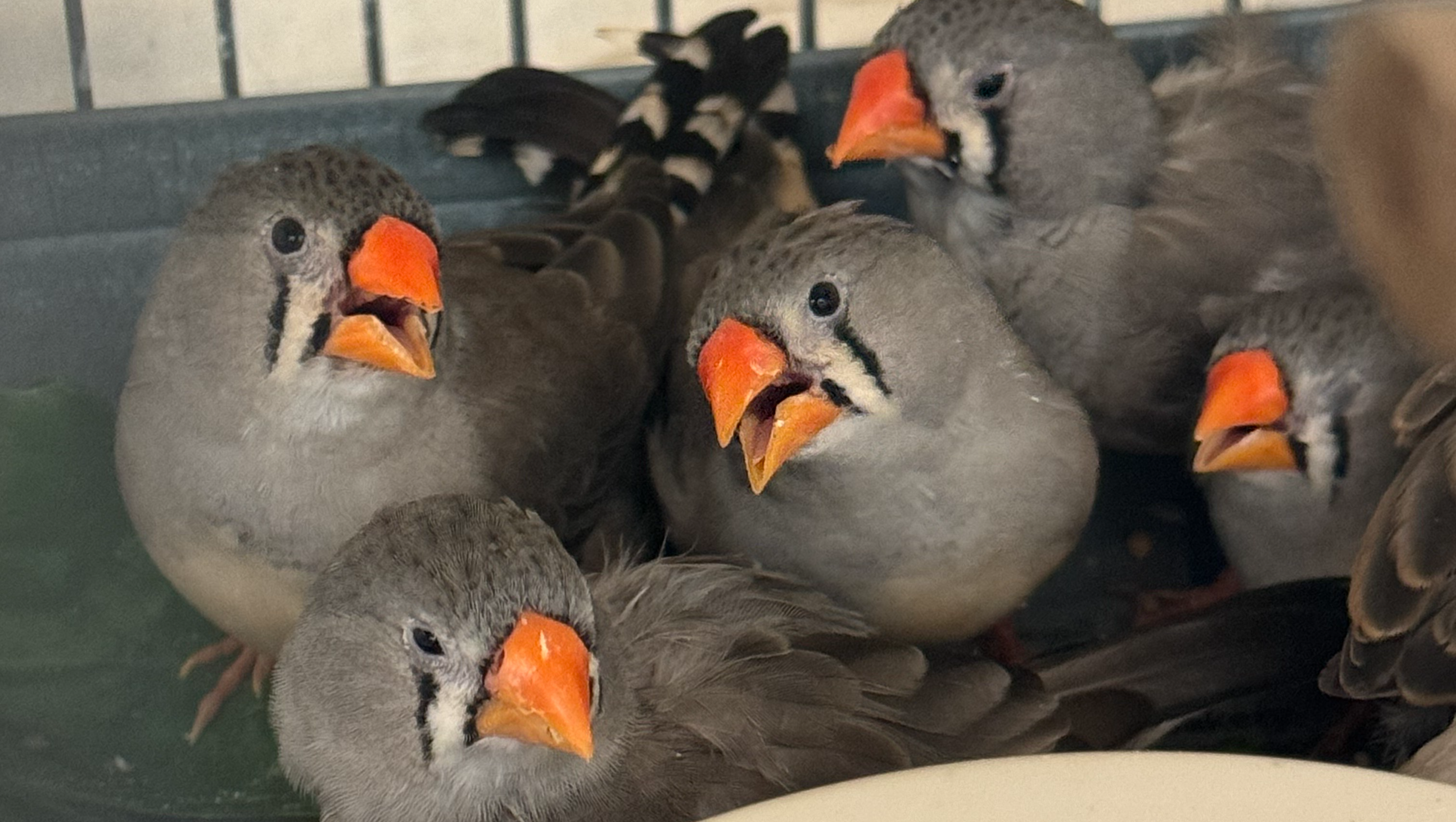 Fundraiser by Ray Pressman : Operation: Get Ray Some Birds