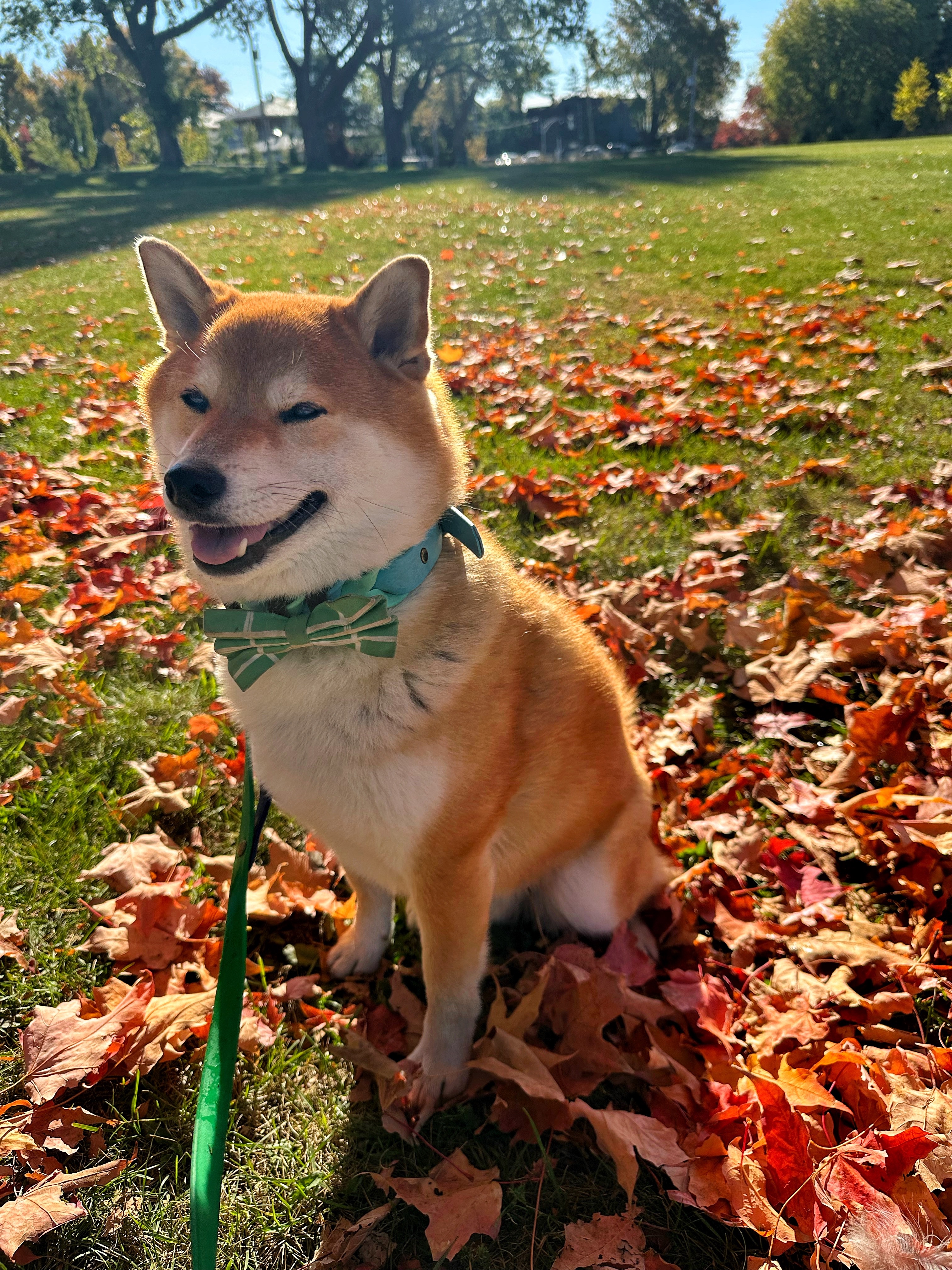 Fundraiser by Bianka Obrien : Kitsu et sa jambe de bois