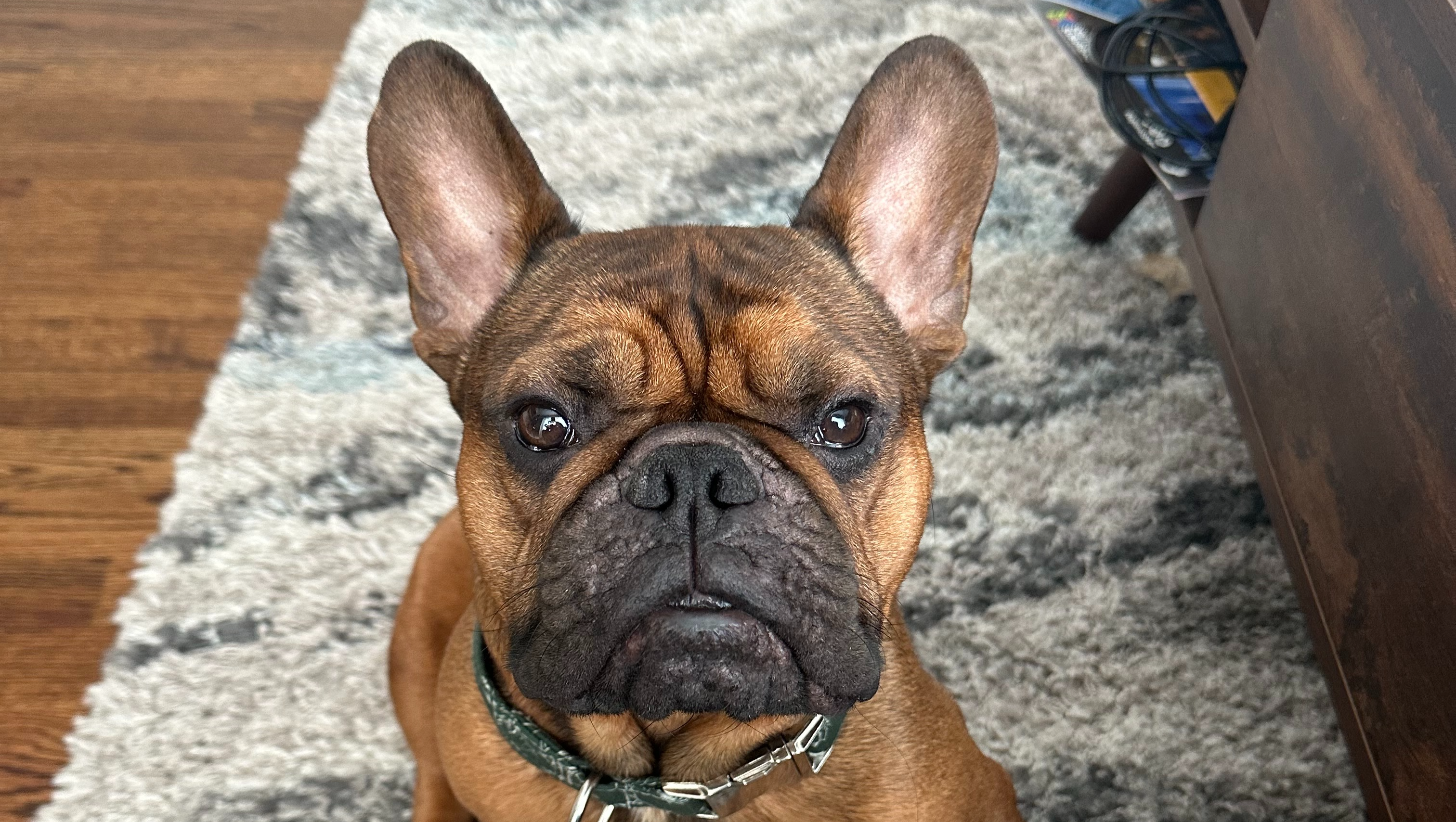 Fundraiser by Elizabeth Vincini : Help Bane Battle His Brain Tumor