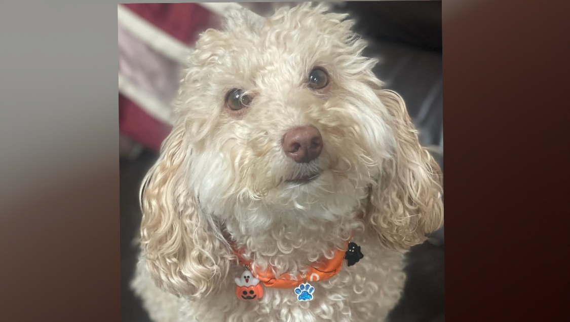 Fundraiser by Lucy Simmons : Bring Lottie home x