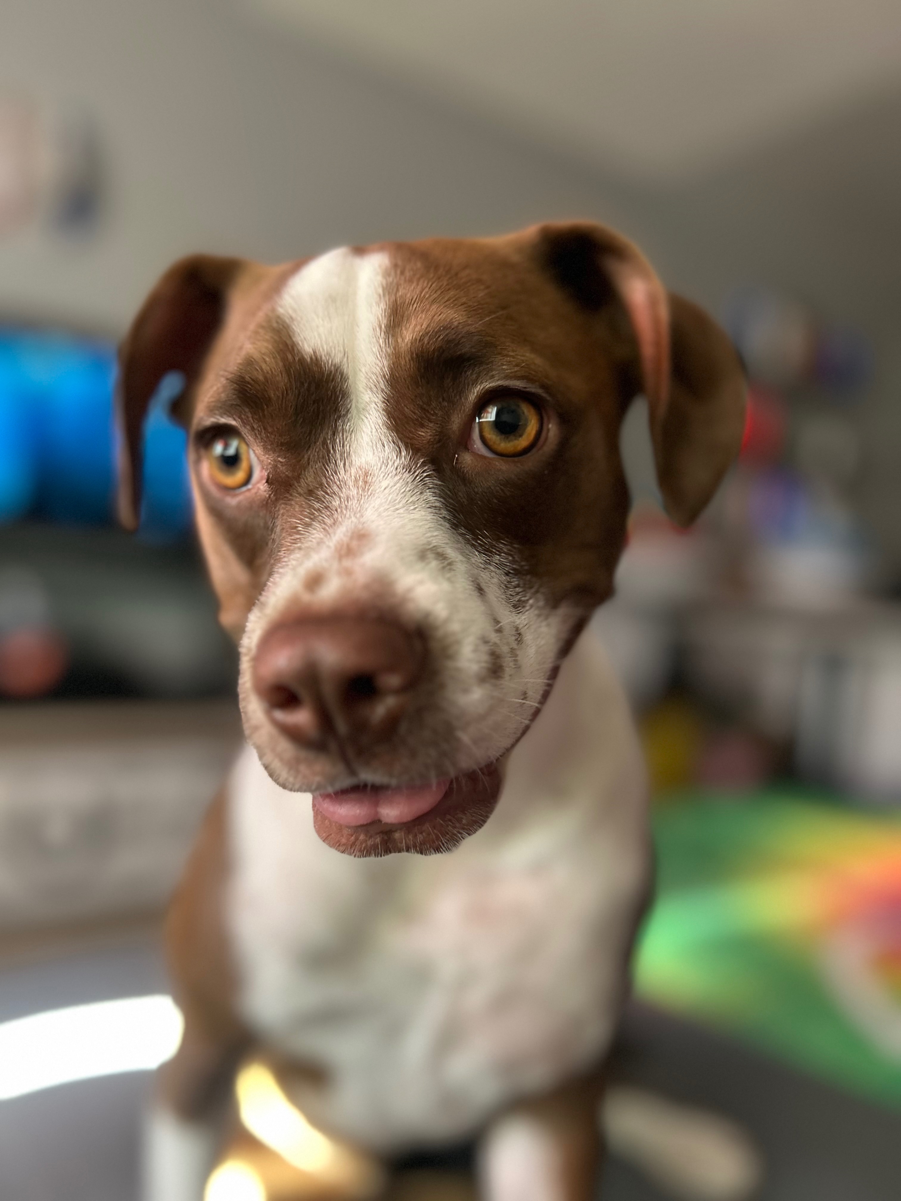 Fundraiser by Jaelene Lara : Raely’s Emergency Vet Fund