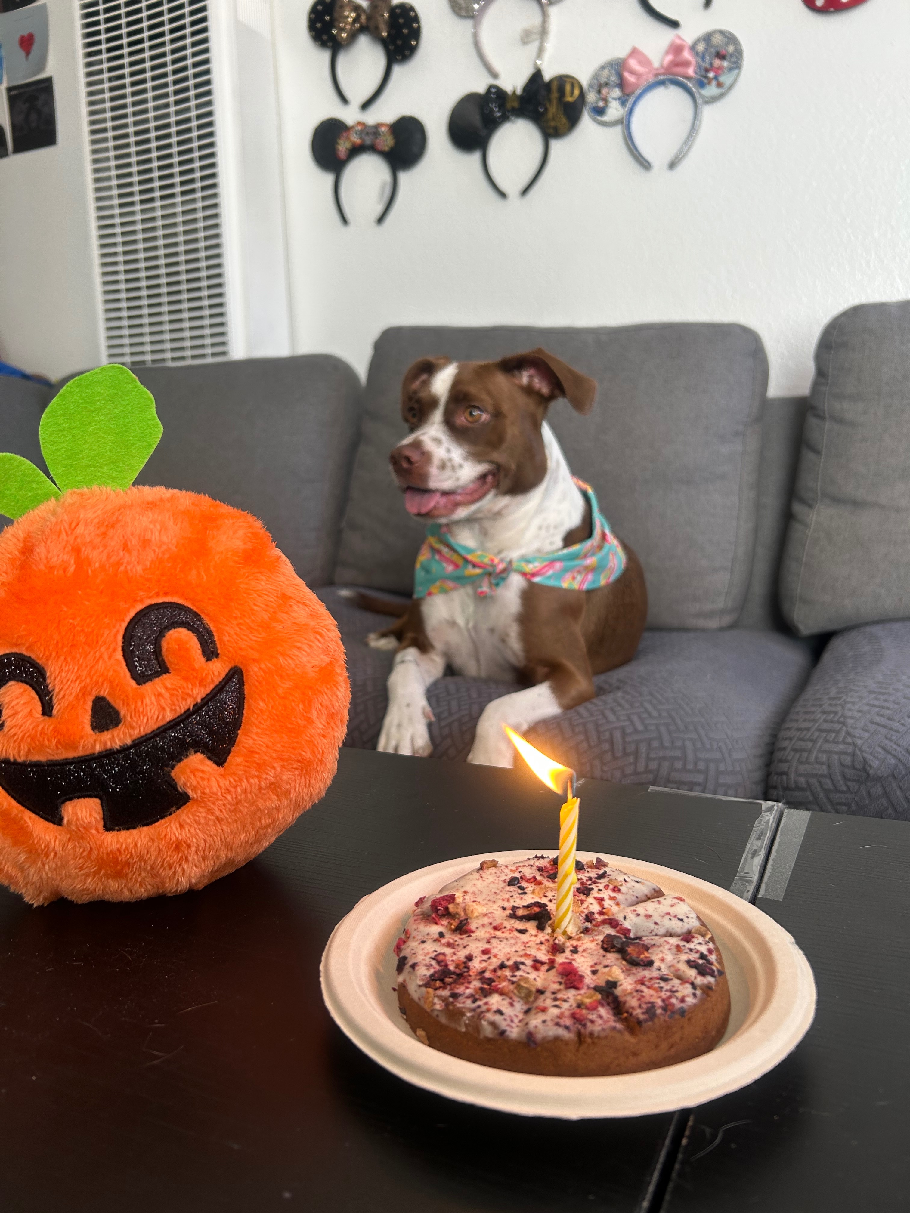 Fundraiser by Jaelene Lara : Raely’s Emergency Vet Fund