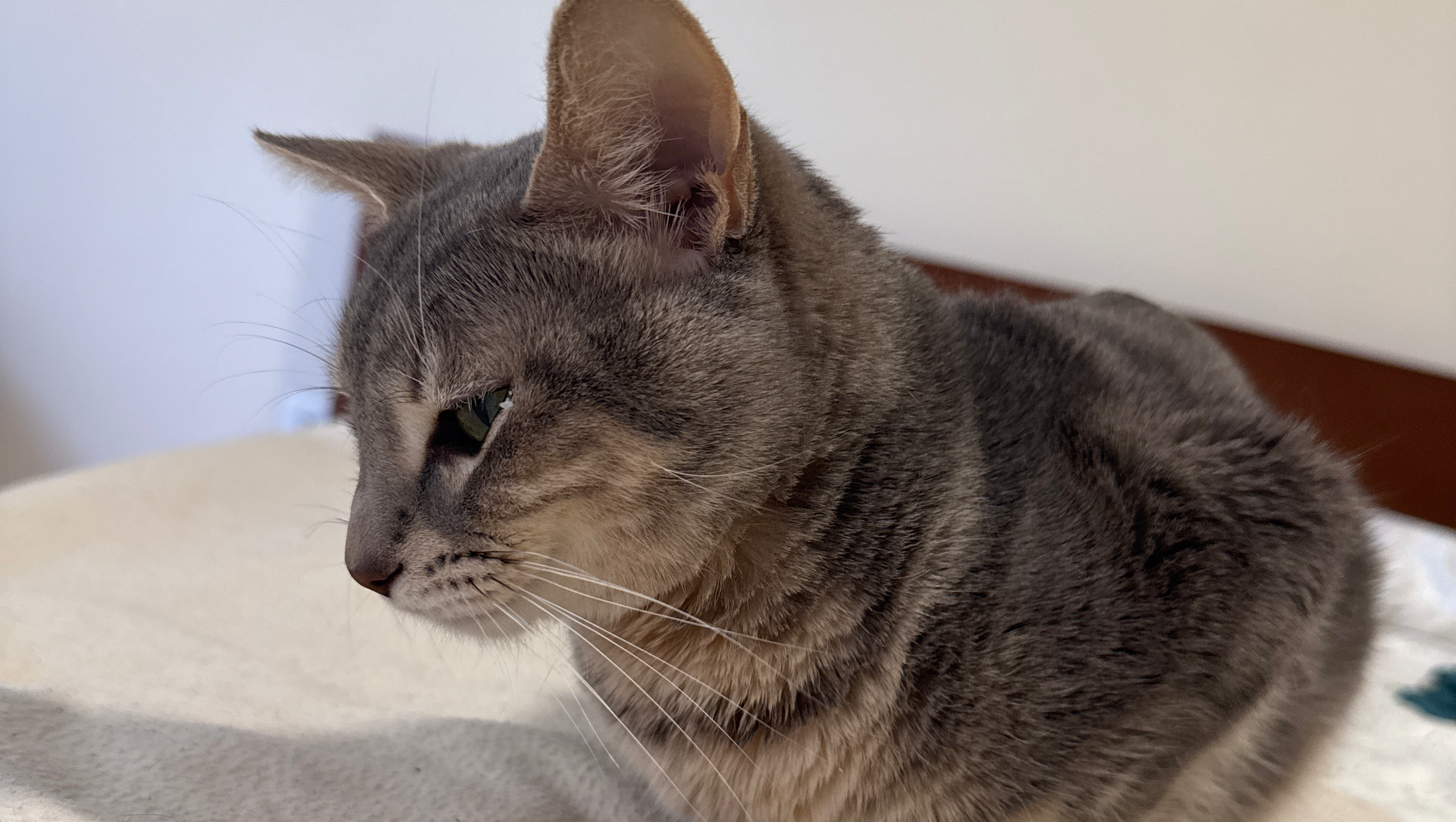 Fundraiser by Elham Akbari : Help Save Leo