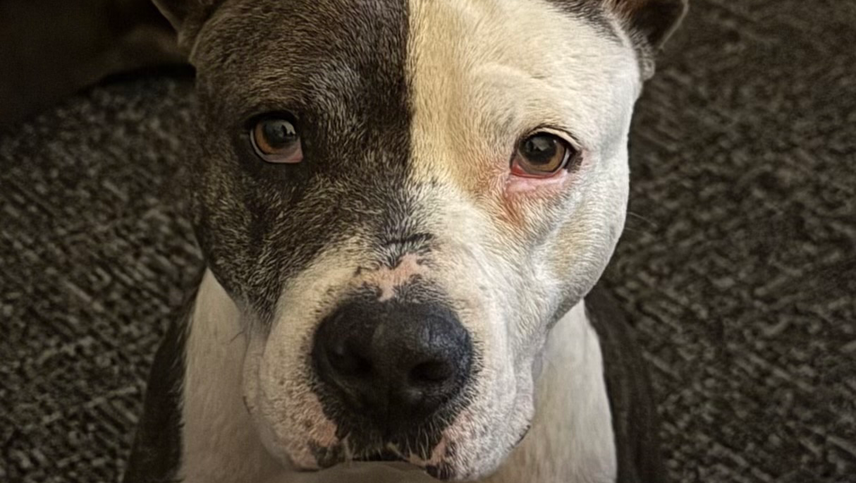 Fundraiser by Evan Schantz : Help Phoenix Heal: Surgery for a Sweet ...