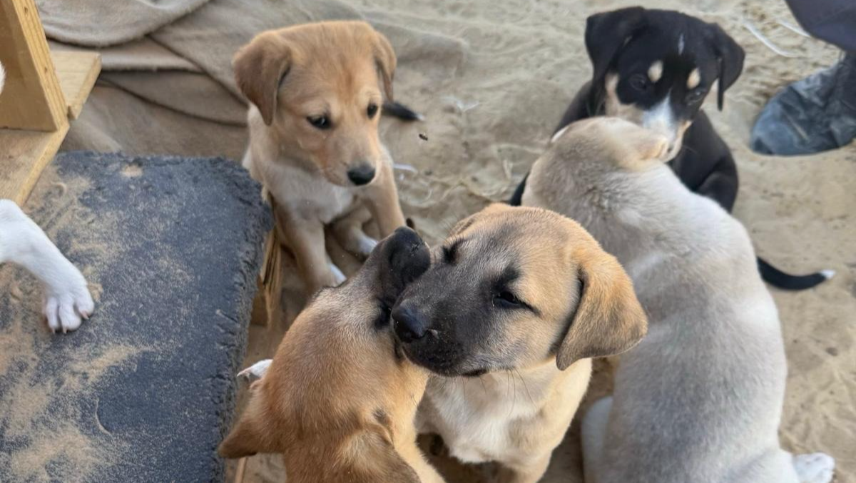 Fundraiser for Brandon Zielinski by Juan Salgado : Help Puppies Find ...