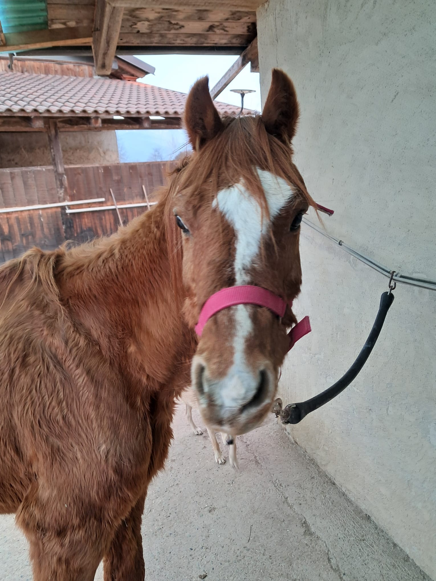 Fundraiser by Casa Del Cane Vagabondo Casa Del Cane Vagabondo : LA ...