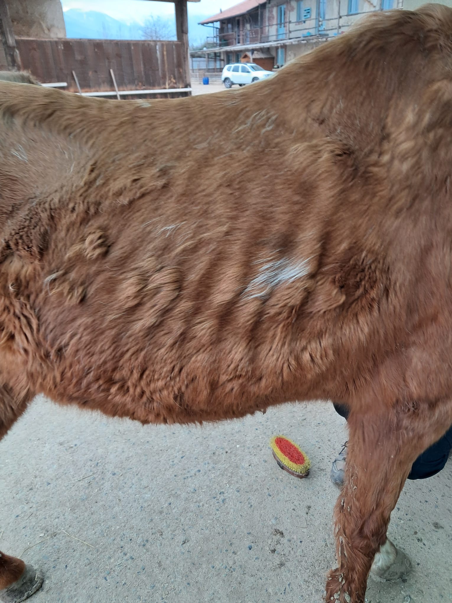 Fundraiser by Casa Del Cane Vagabondo Casa Del Cane Vagabondo : LA ...