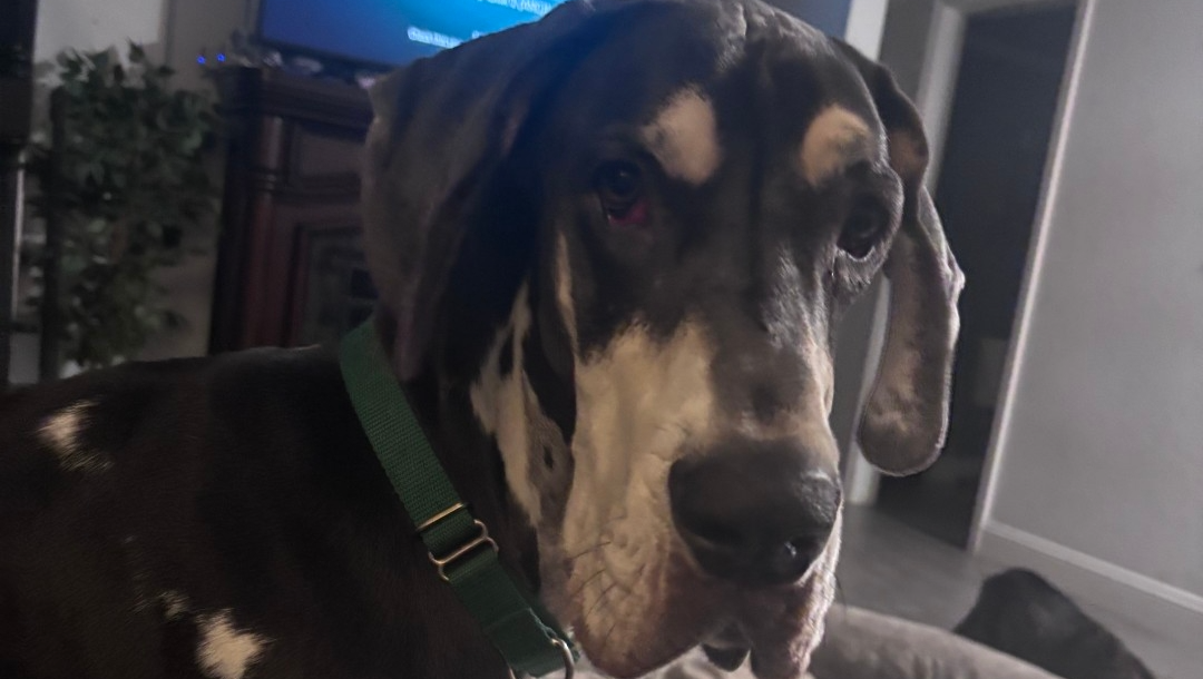 Fundraiser by Barisha Butler : Bruce’s Surgery Fund