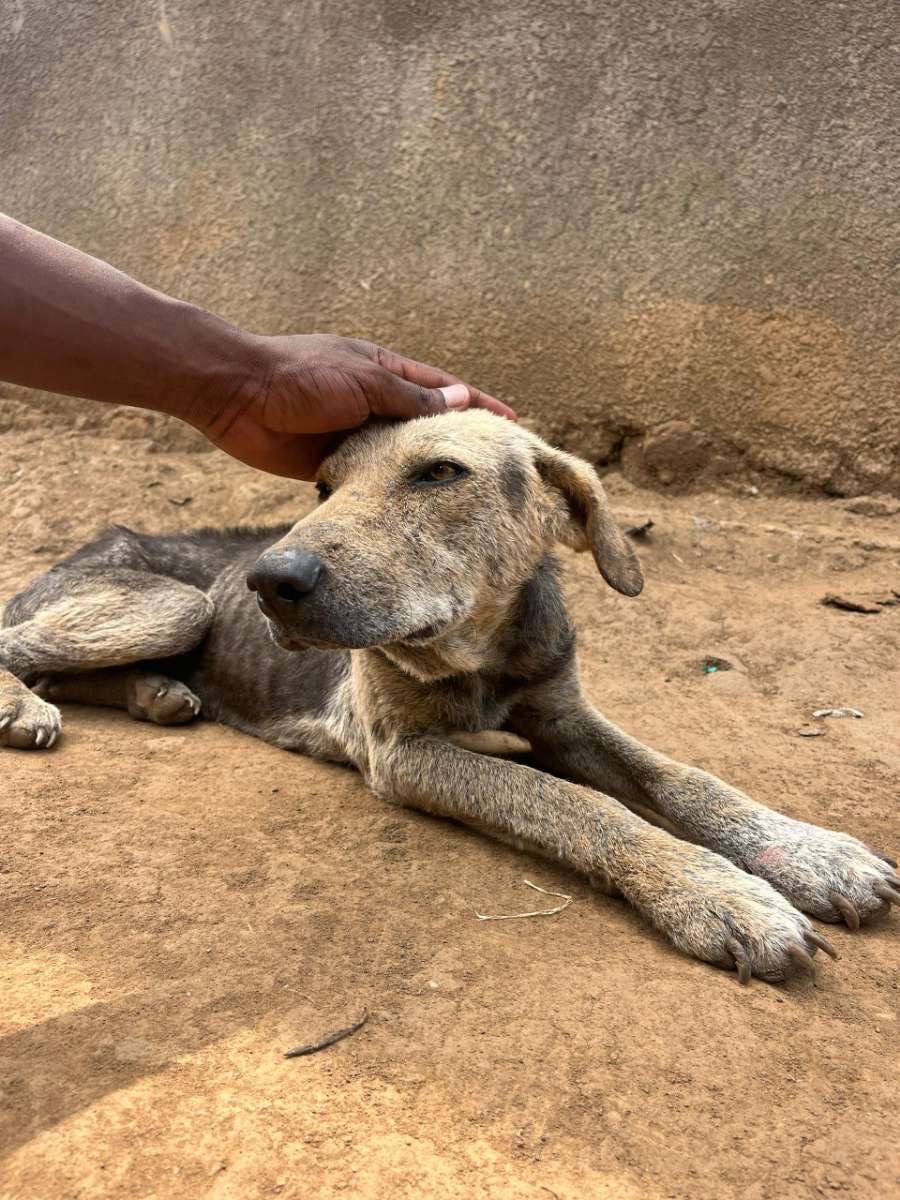 Fundraiser by Najib Kartel : ANIMALS HAVE FEELINGS TOO!!