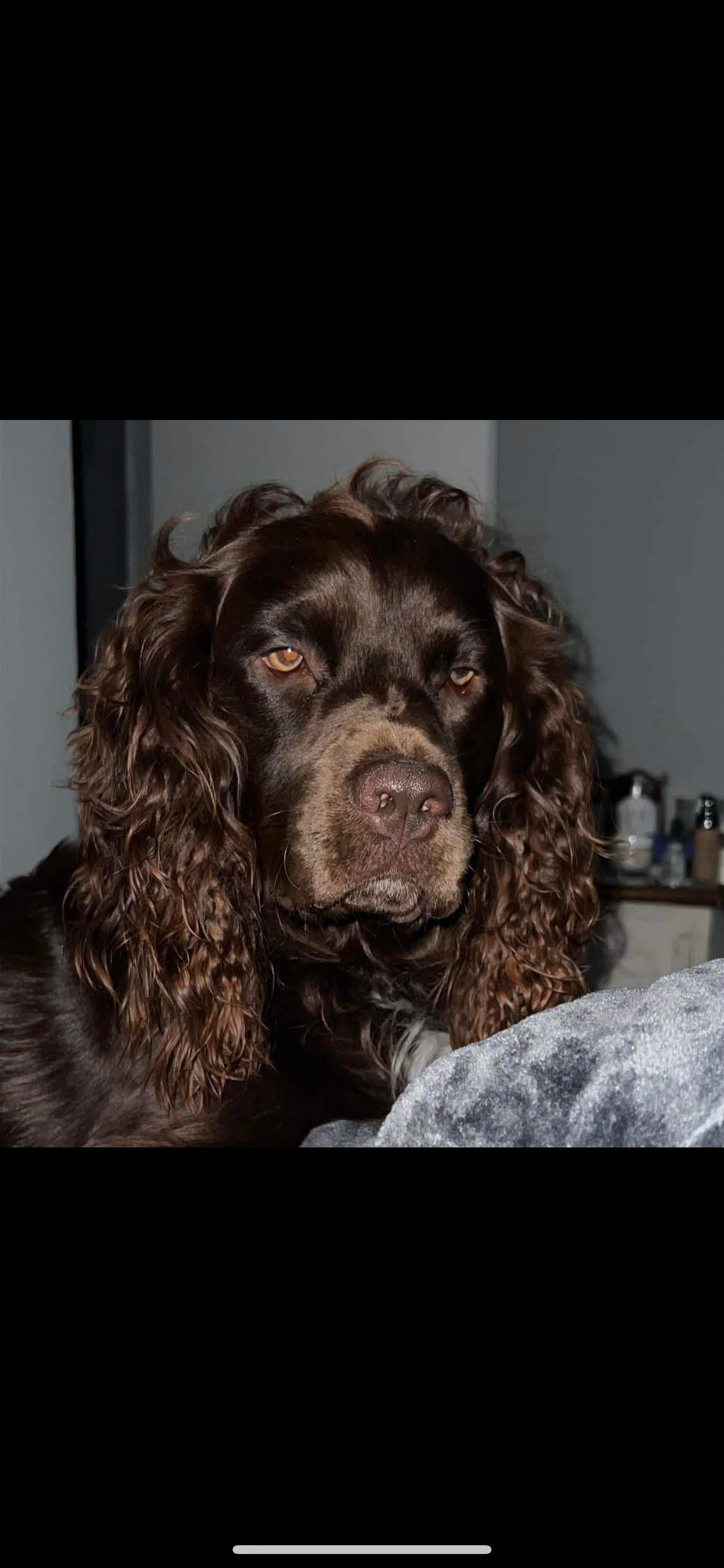 Fundraiser for Harley Trotter by Holly Barton : Save Bruer's Foot ...