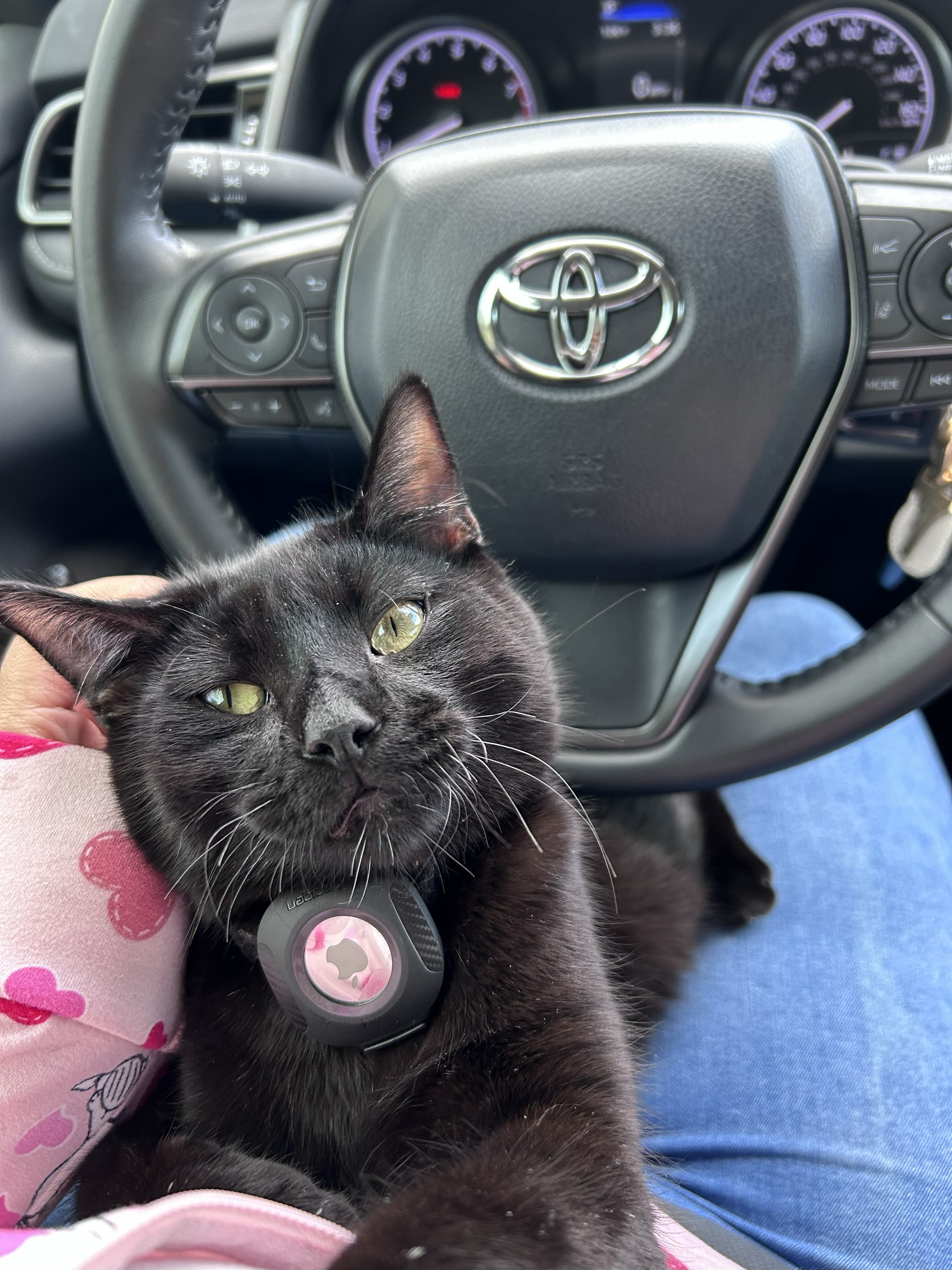 Fundraiser by Jaymz Wallen : Support Doom-Kitty's Hip Surgery