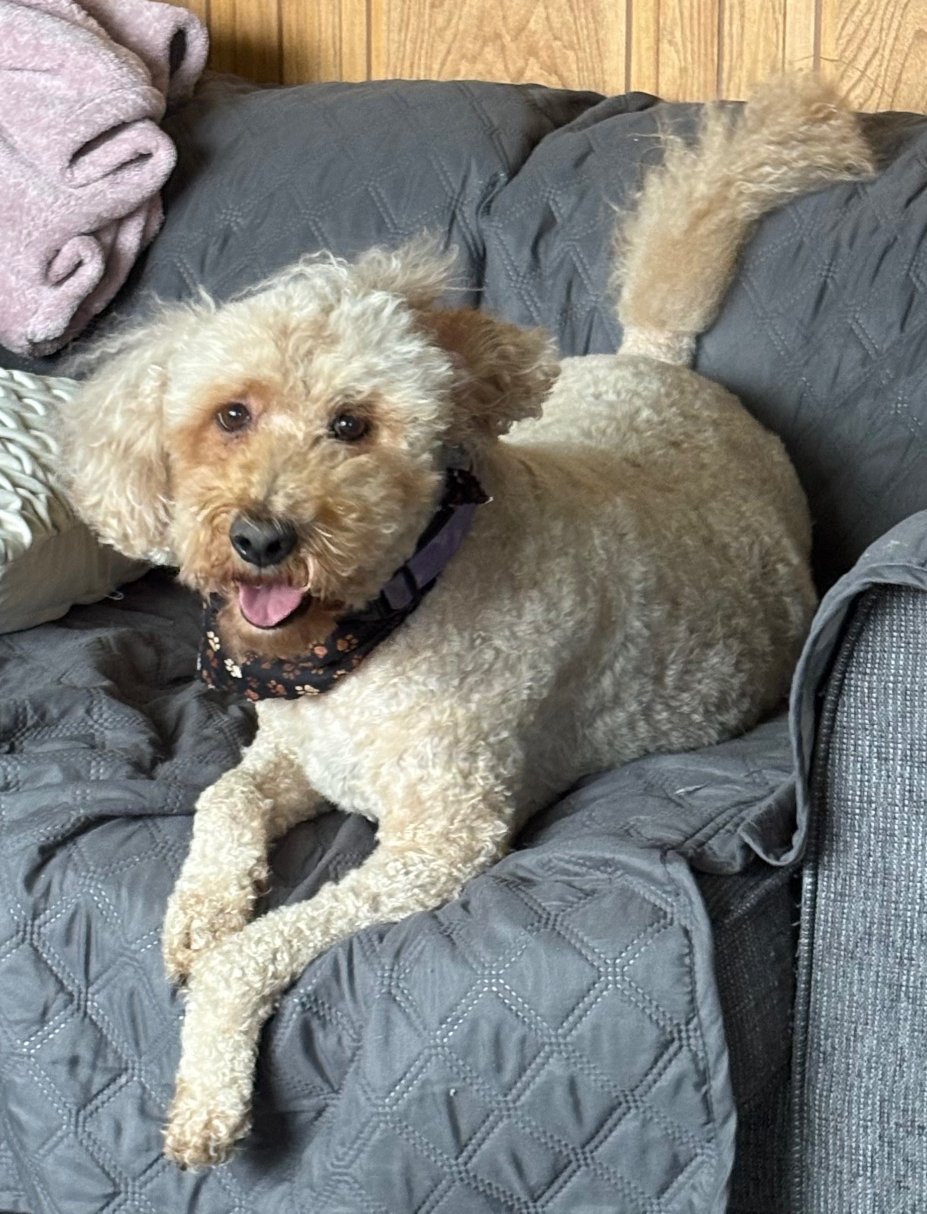 Fundraiser by Shelley Strong : Evey’s Medical Bills