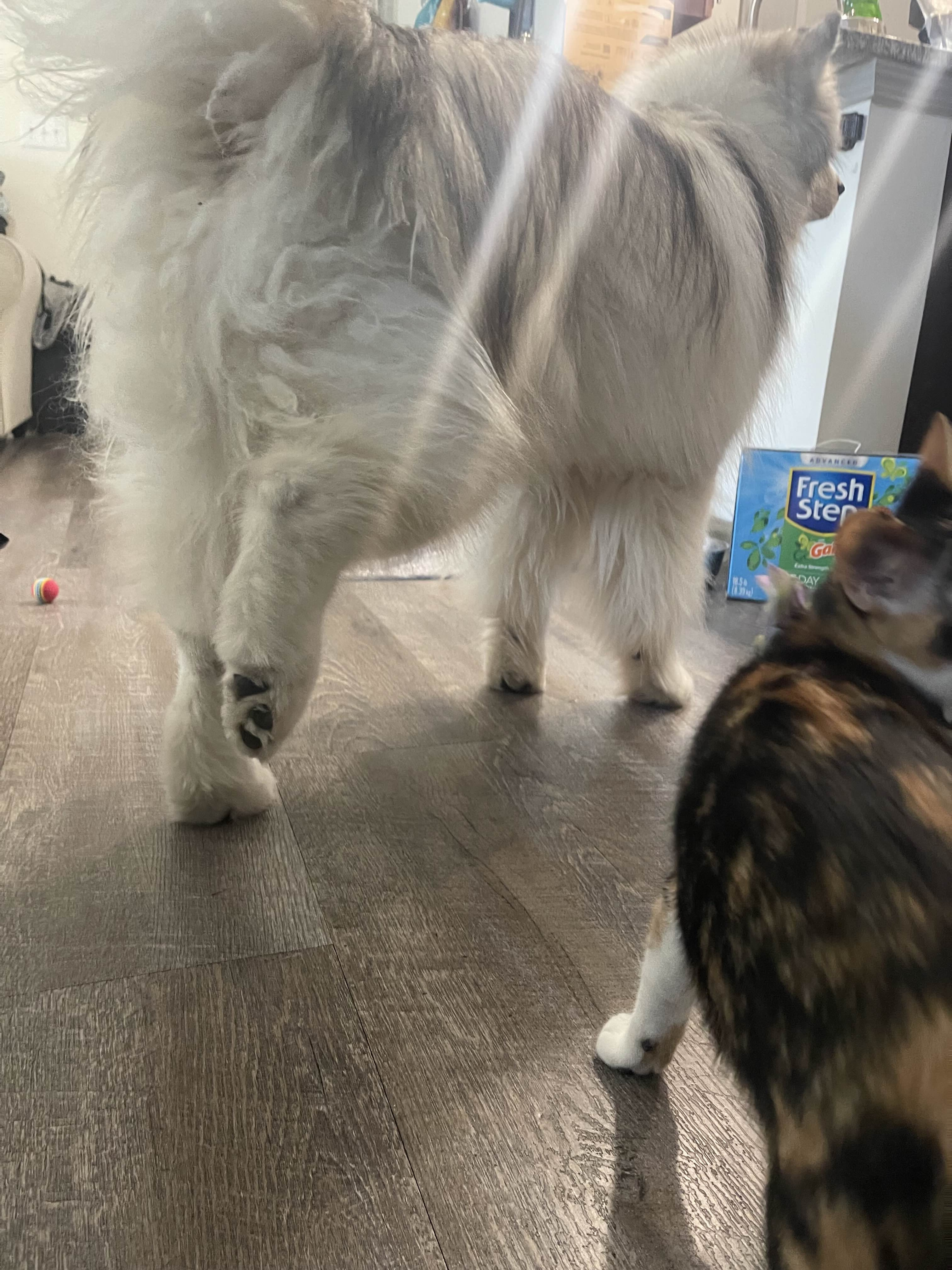 Fundraiser by Tiffany Bell : Kenneth Needs Your Help: Fund His TPLO Surgery