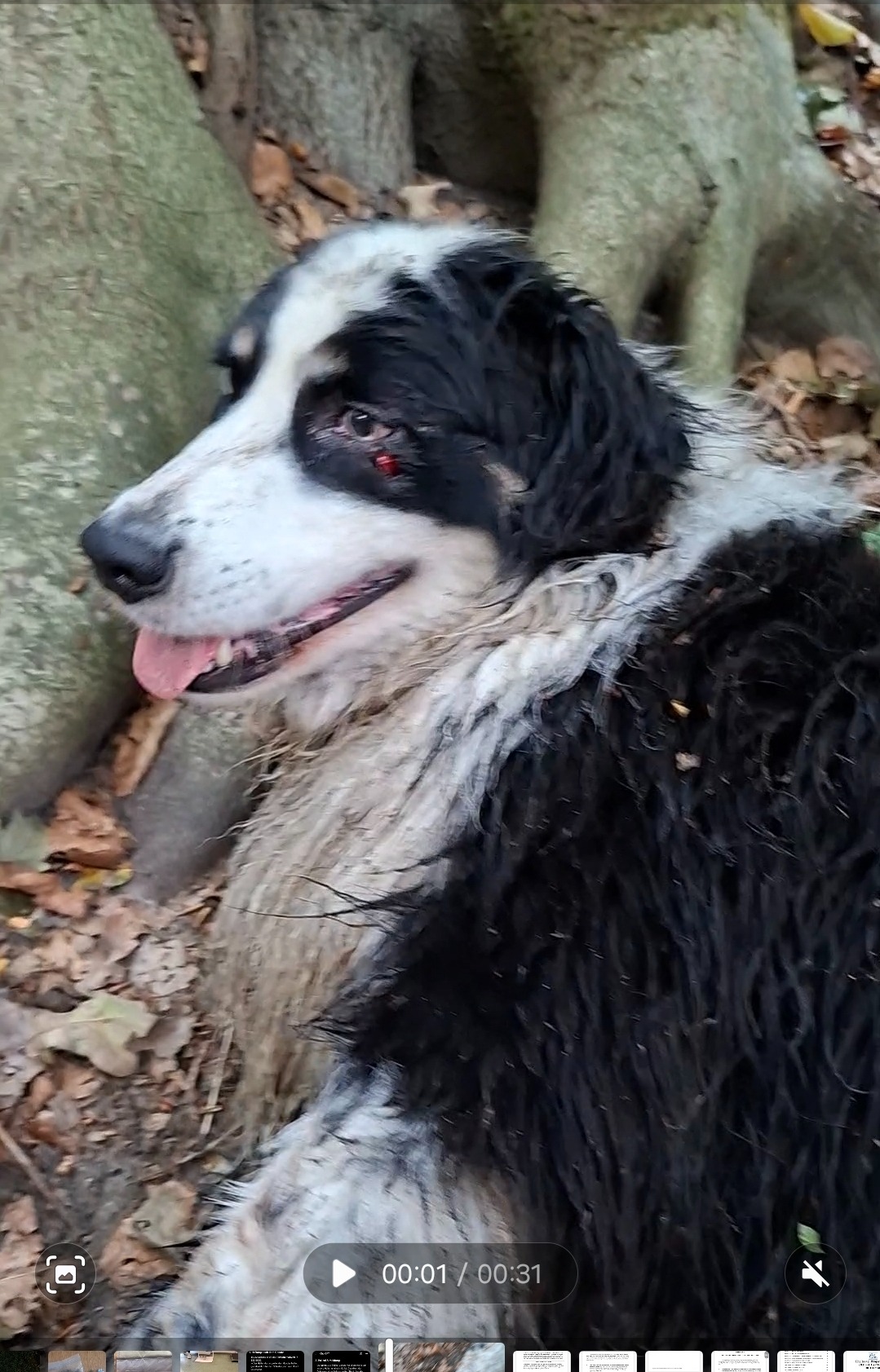 Fundraiser by Anna Maria Huelshoff : Icys gebrochenes Bein