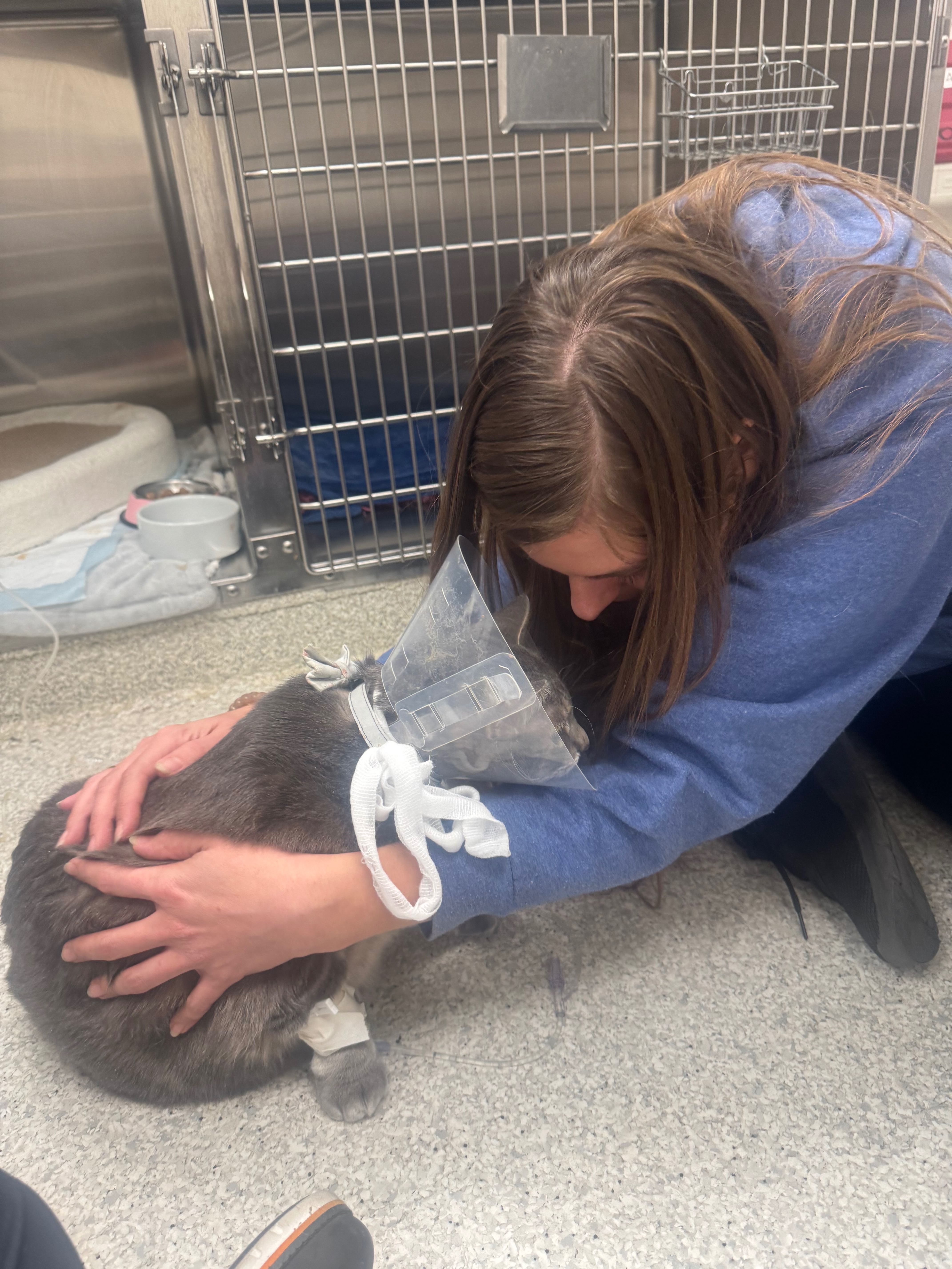 Fundraiser by Brian Adam : Save Jingles: Emergency Surgery Needed