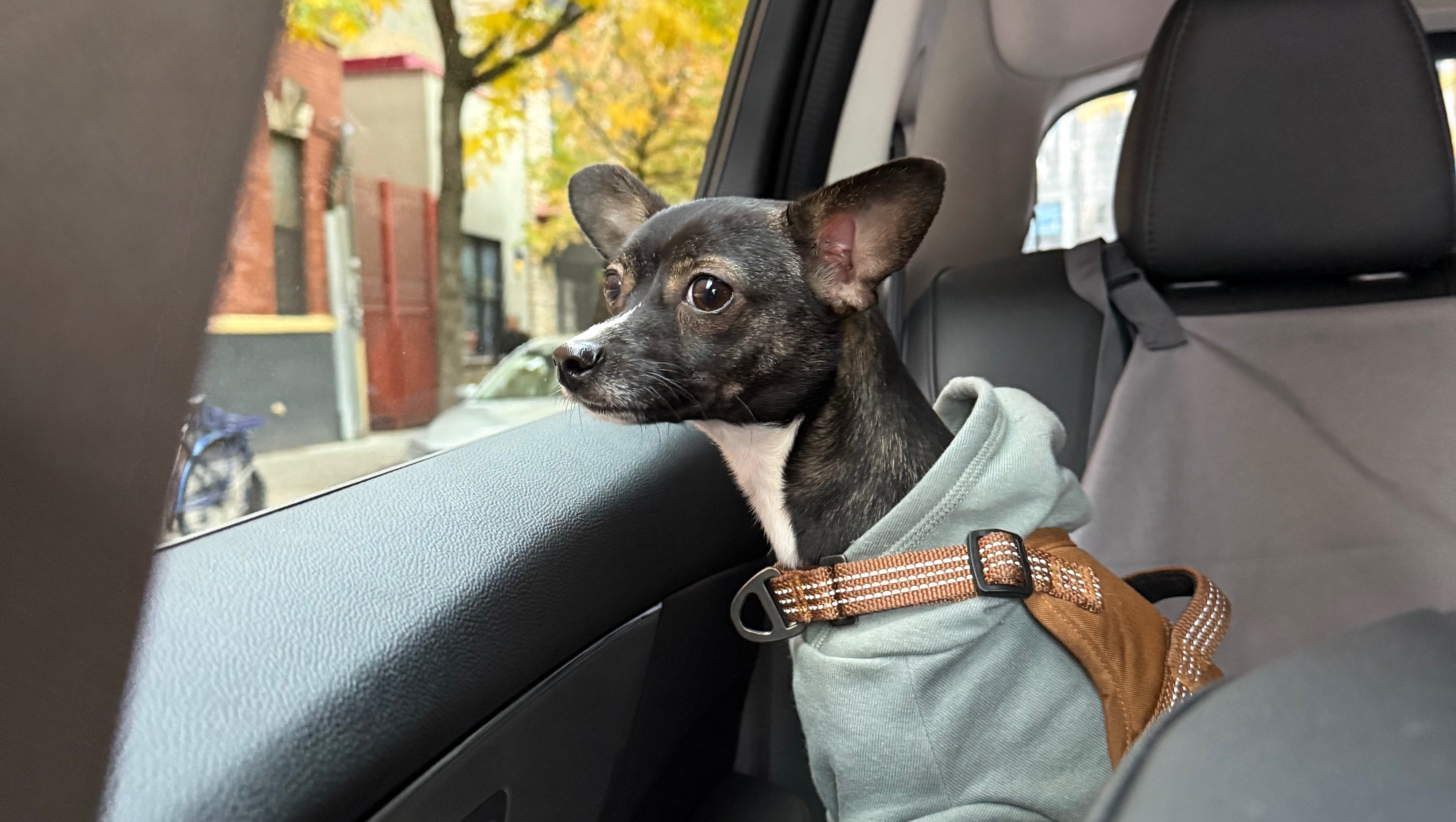 Fundraiser by Ashley Galvez : Support Tyson's Jaw Surgery Recovery