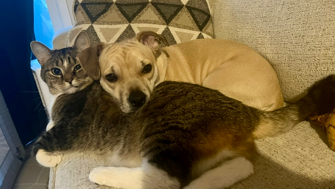 Fundraiser by Jenna Thompson : Please help us and our beloved Finnegan ️