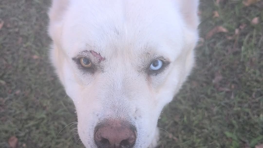 Fundraiser by madison locklear : Support This Brave Dog's Journey to Safety