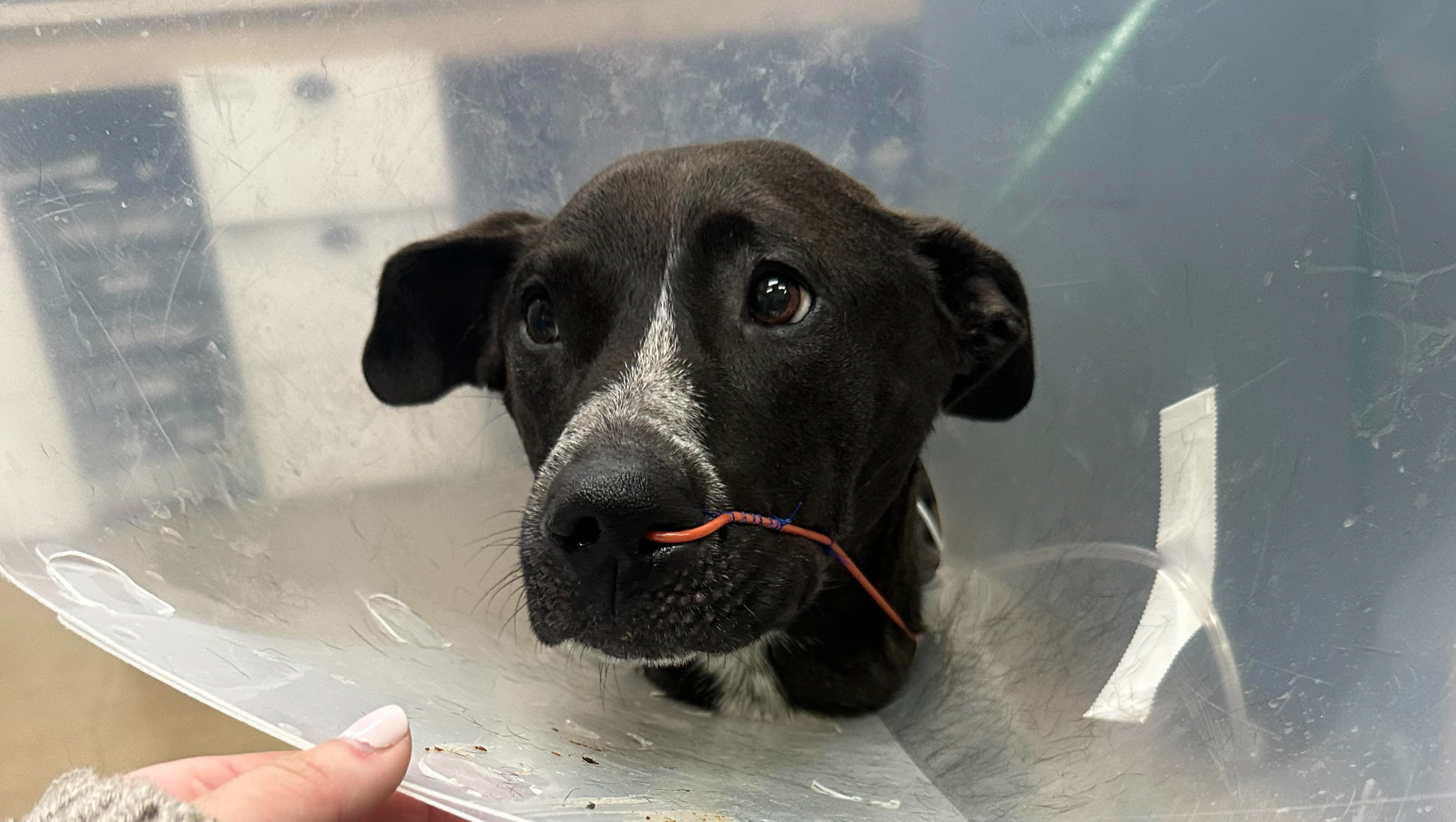 Fundraiser by Jess Widman : Help Juno Recover from Life-Saving Surgery