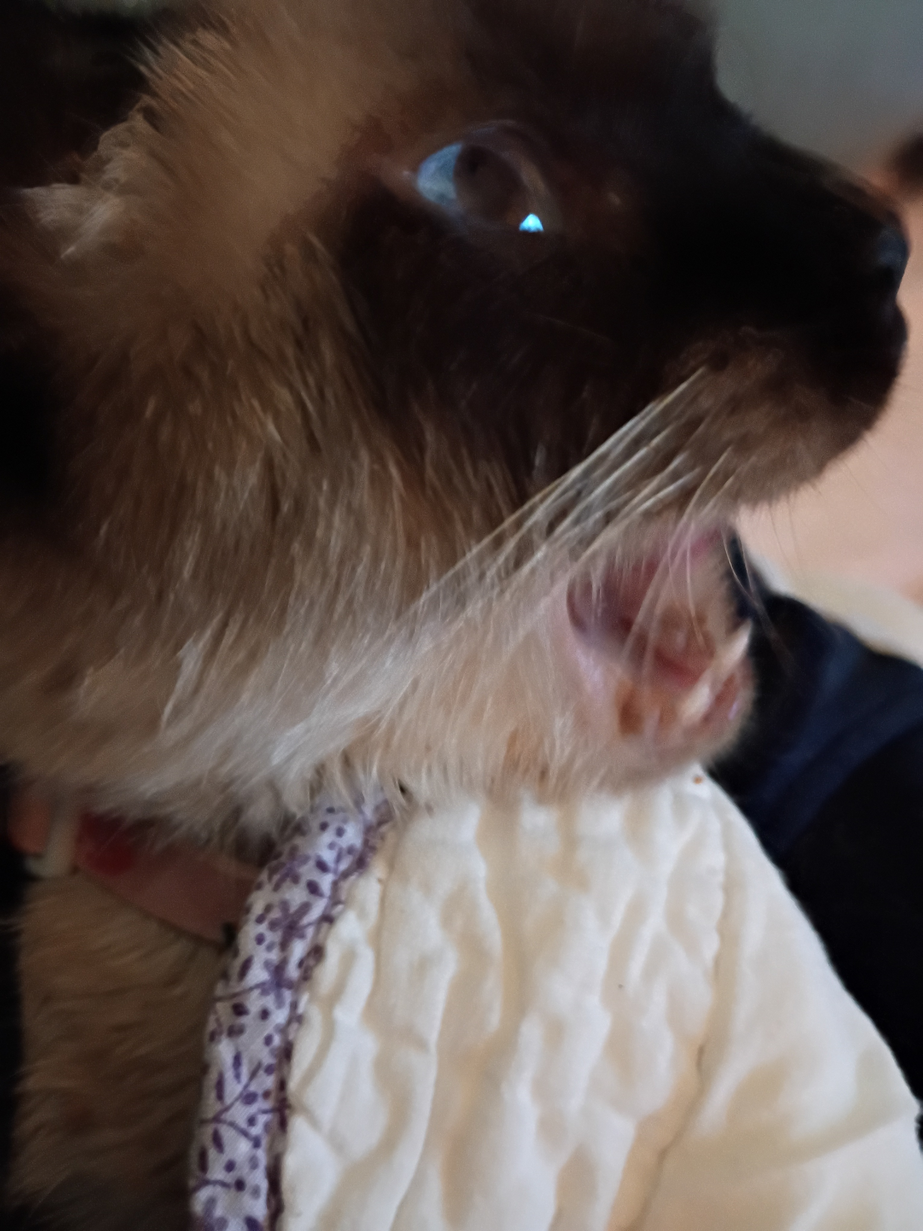 Fundraiser by River Blaze : Help Nebula Get Urgent Vet Care