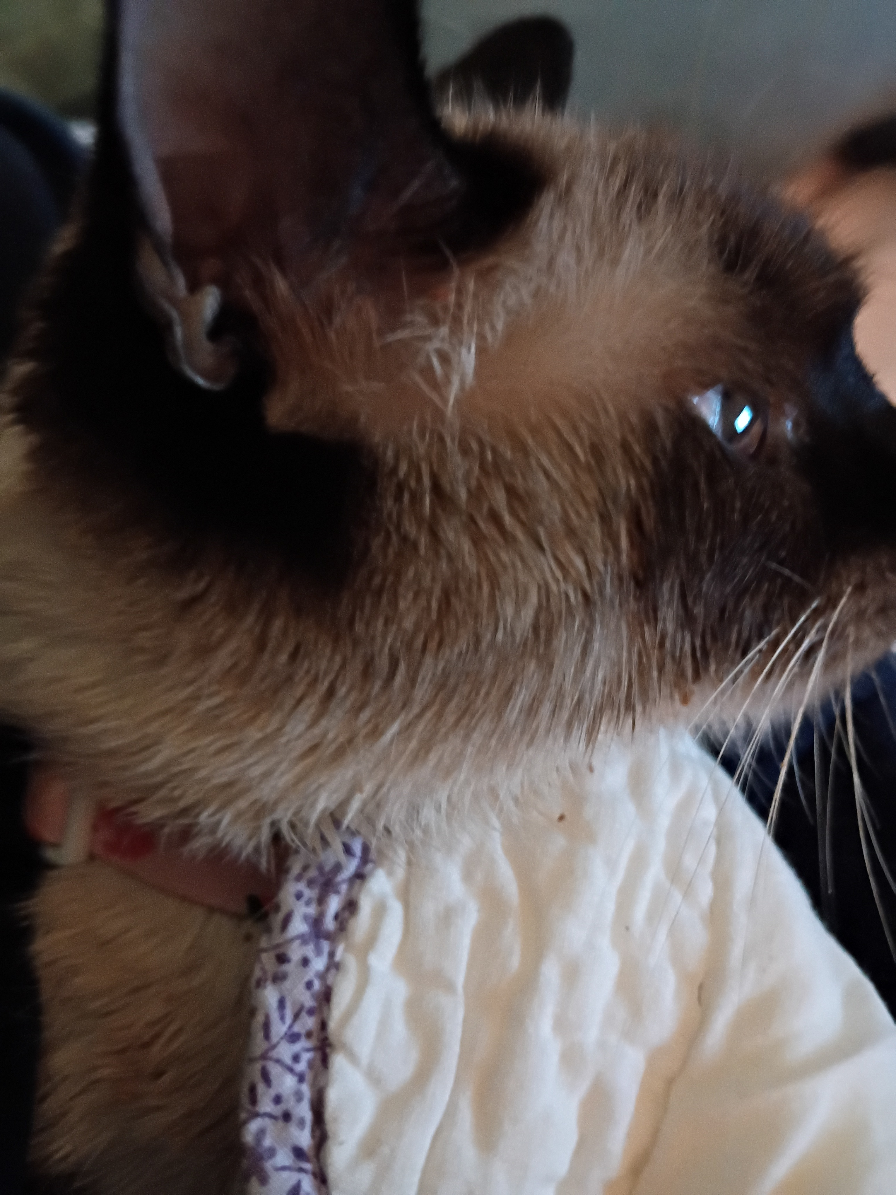 Fundraiser by River Blaze : Help Nebula Get Urgent Vet Care