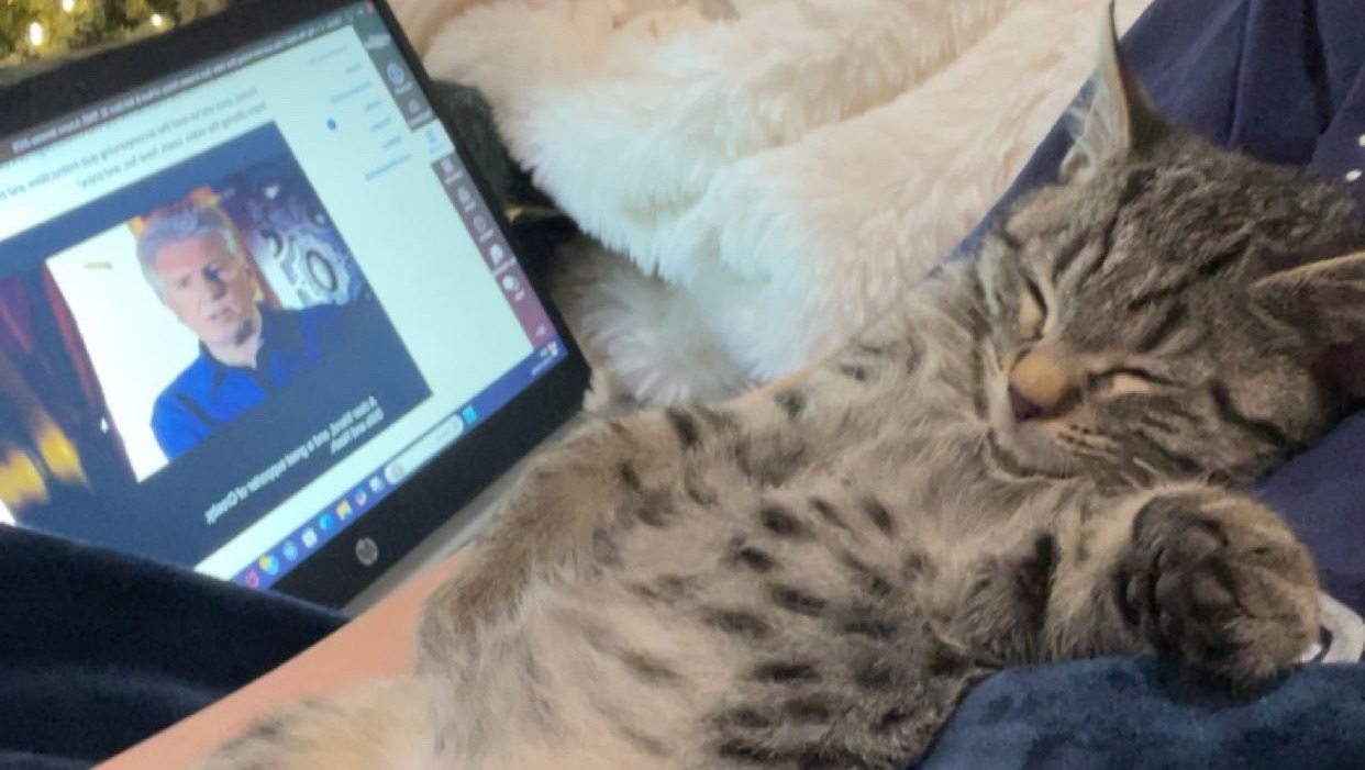 Fundraiser by Abigail O'Connell : Give Abbie's Kitty a Chance at Life