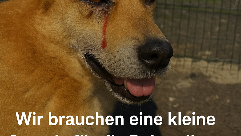 Fundraiser by Atilla Yaren : Unterstützung für verletzte und kranke ...