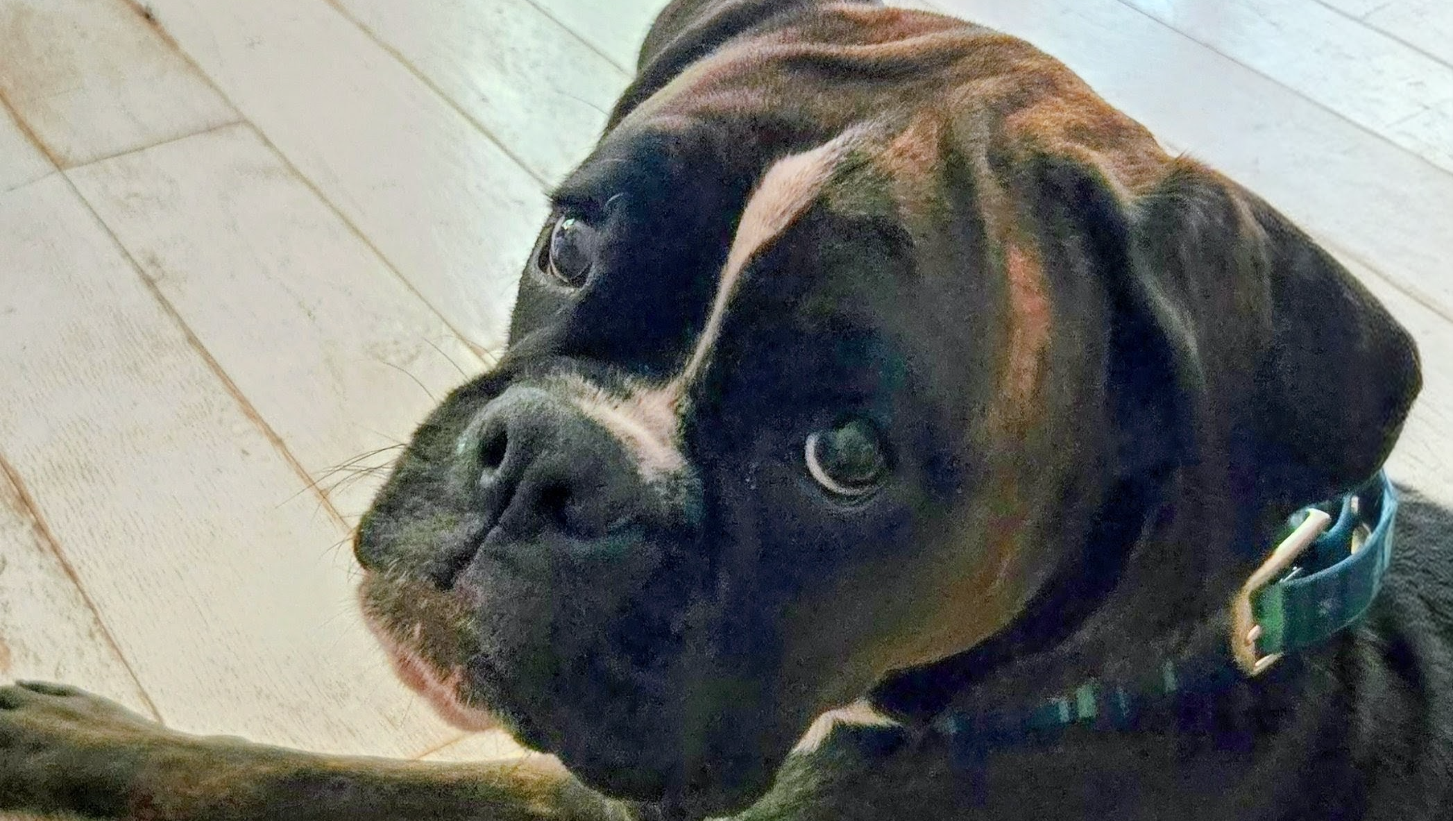 Fundraiser by Linda Crow : Dora the sweetest Boxer baby, needs your support